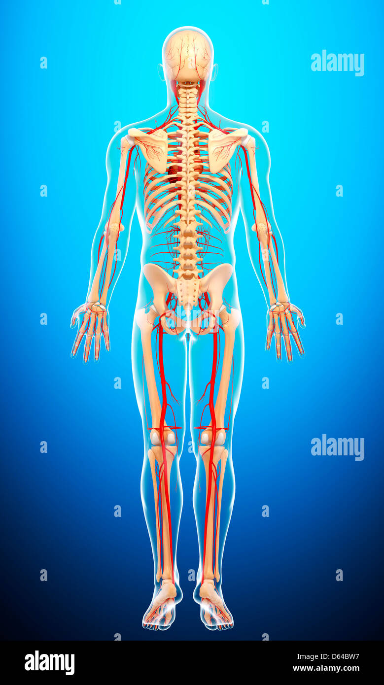 Human arteries, artwork Stock Photo - Alamy