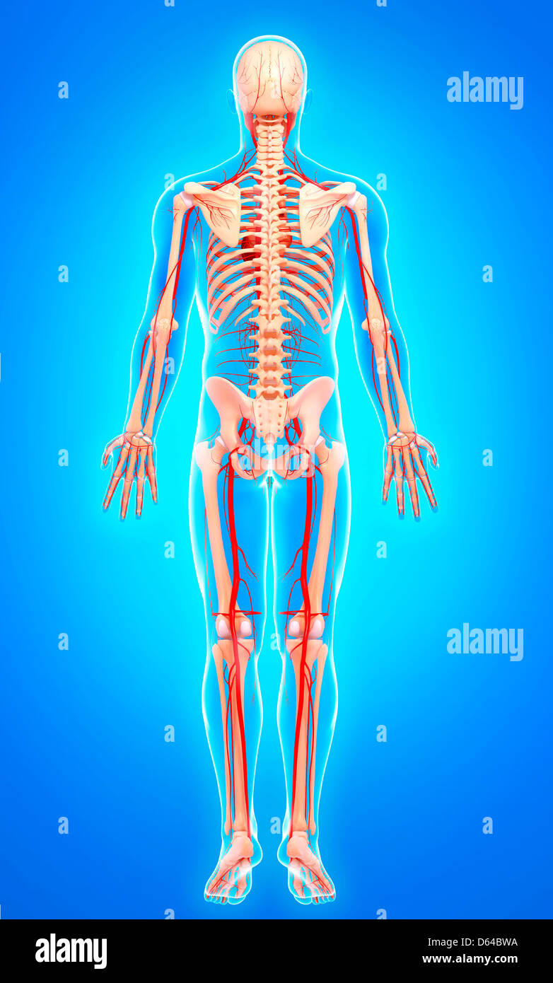 Human arteries, artwork Stock Photo - Alamy