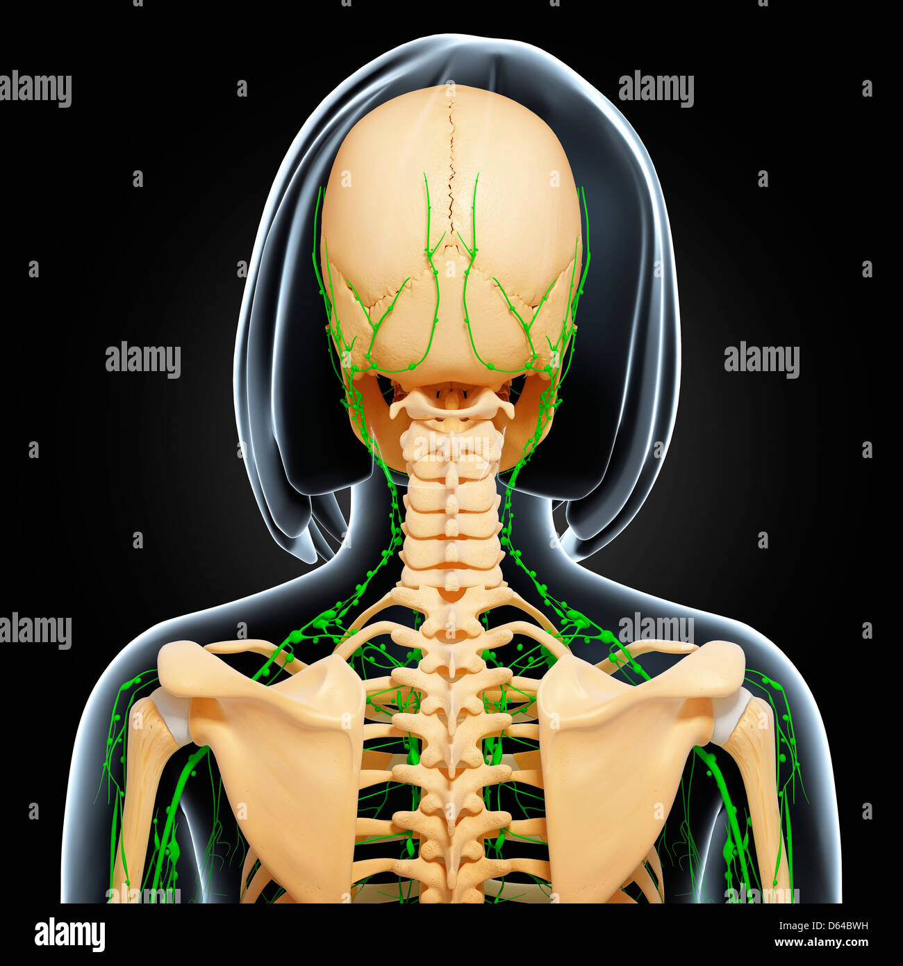 Back Spine Female Illustration Stock Photos & Back Spine Female ...