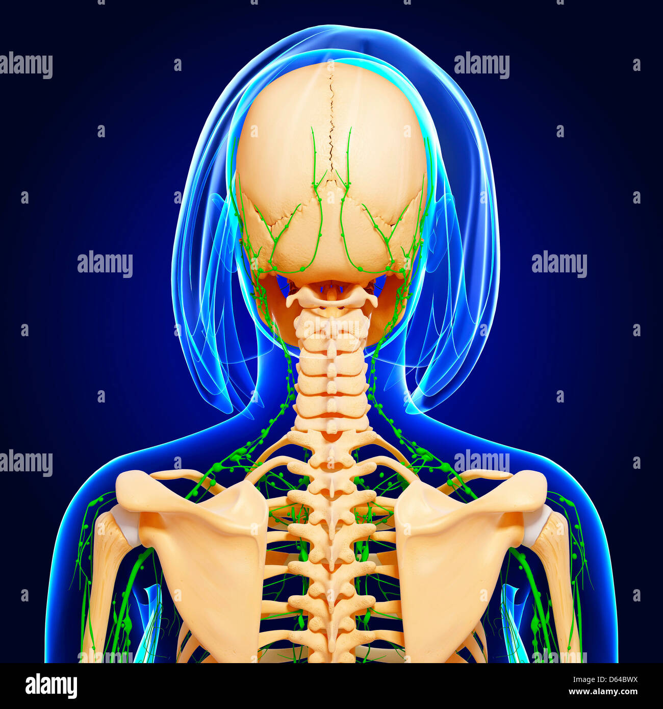Back Spine Female Illustration Stock Photos & Back Spine Female ...