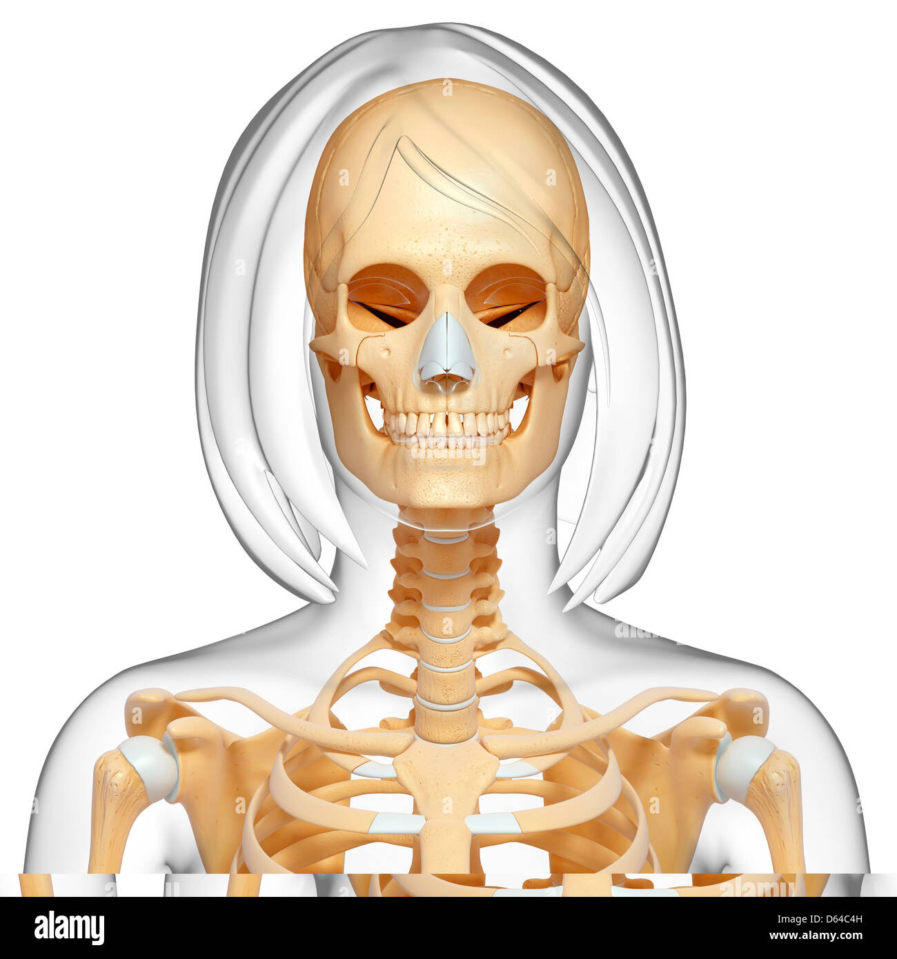 Female skeleton, artwork Stock Photo - Alamy