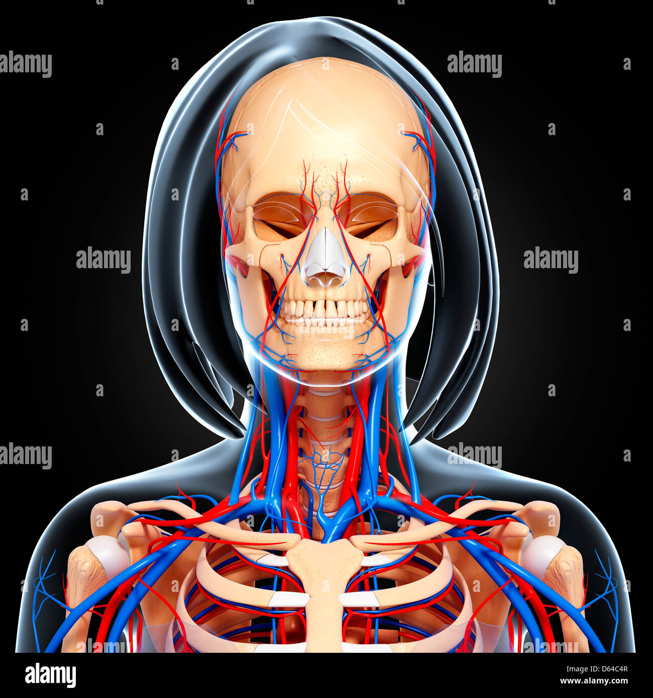 Female anatomy, artwork Stock Photo - Alamy