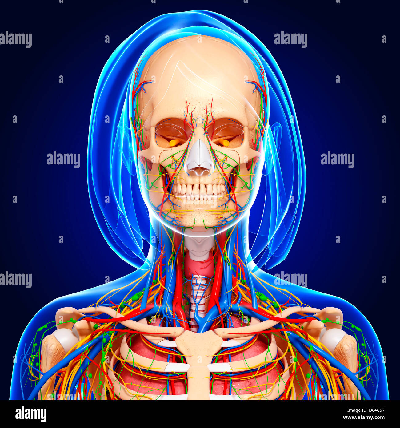 Female anatomy, artwork Stock Photo - Alamy