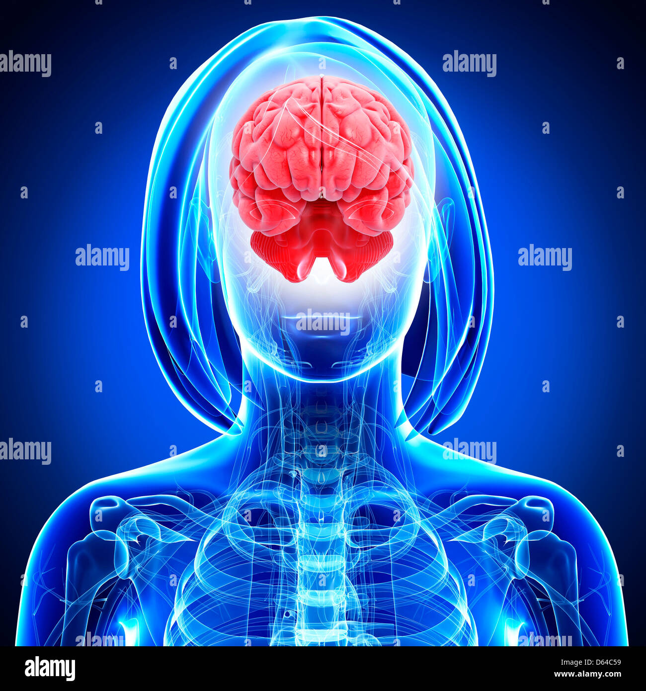 Female brain, artwork Stock Photo - Alamy