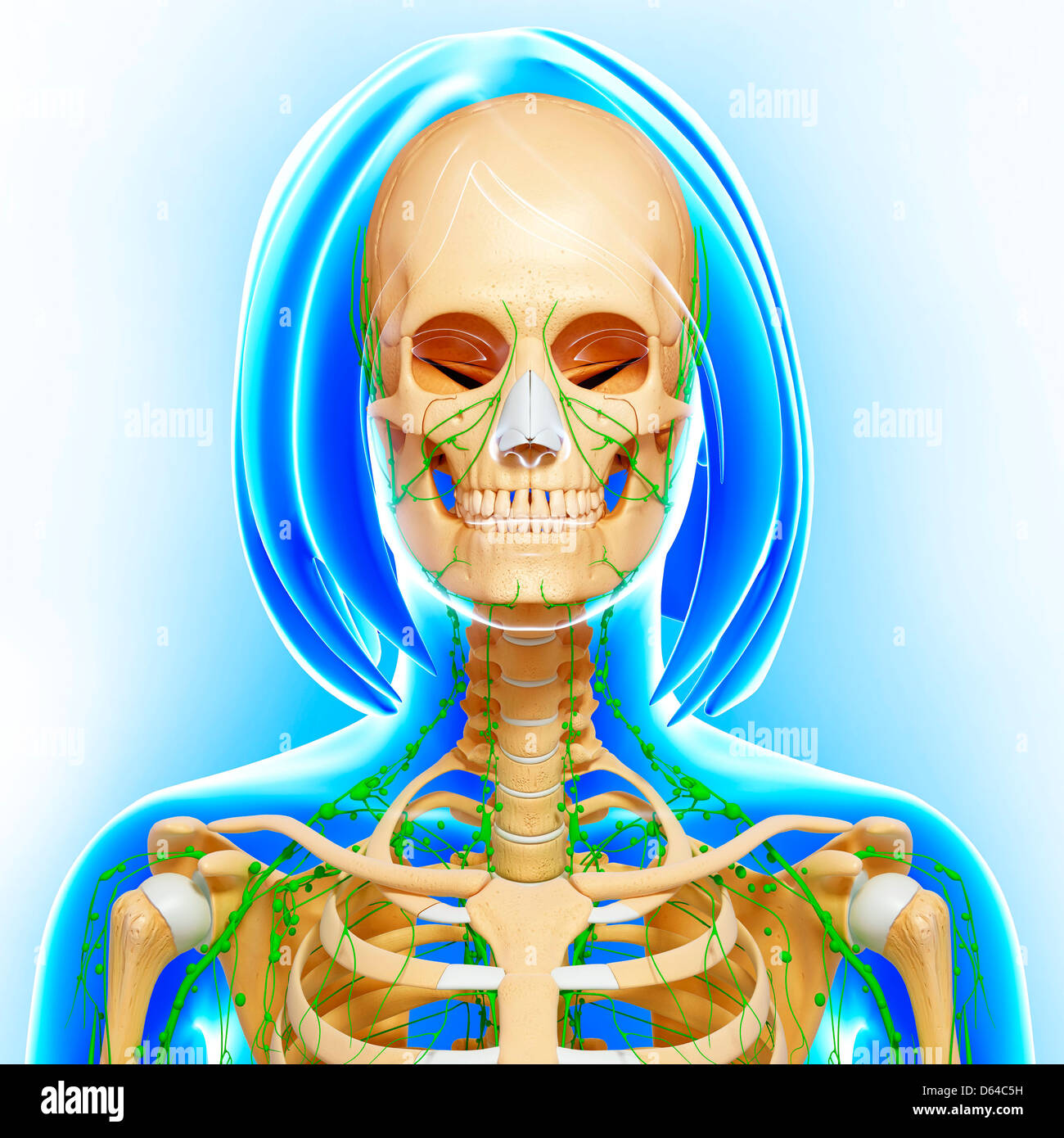 Female anatomy, artwork Stock Photo - Alamy