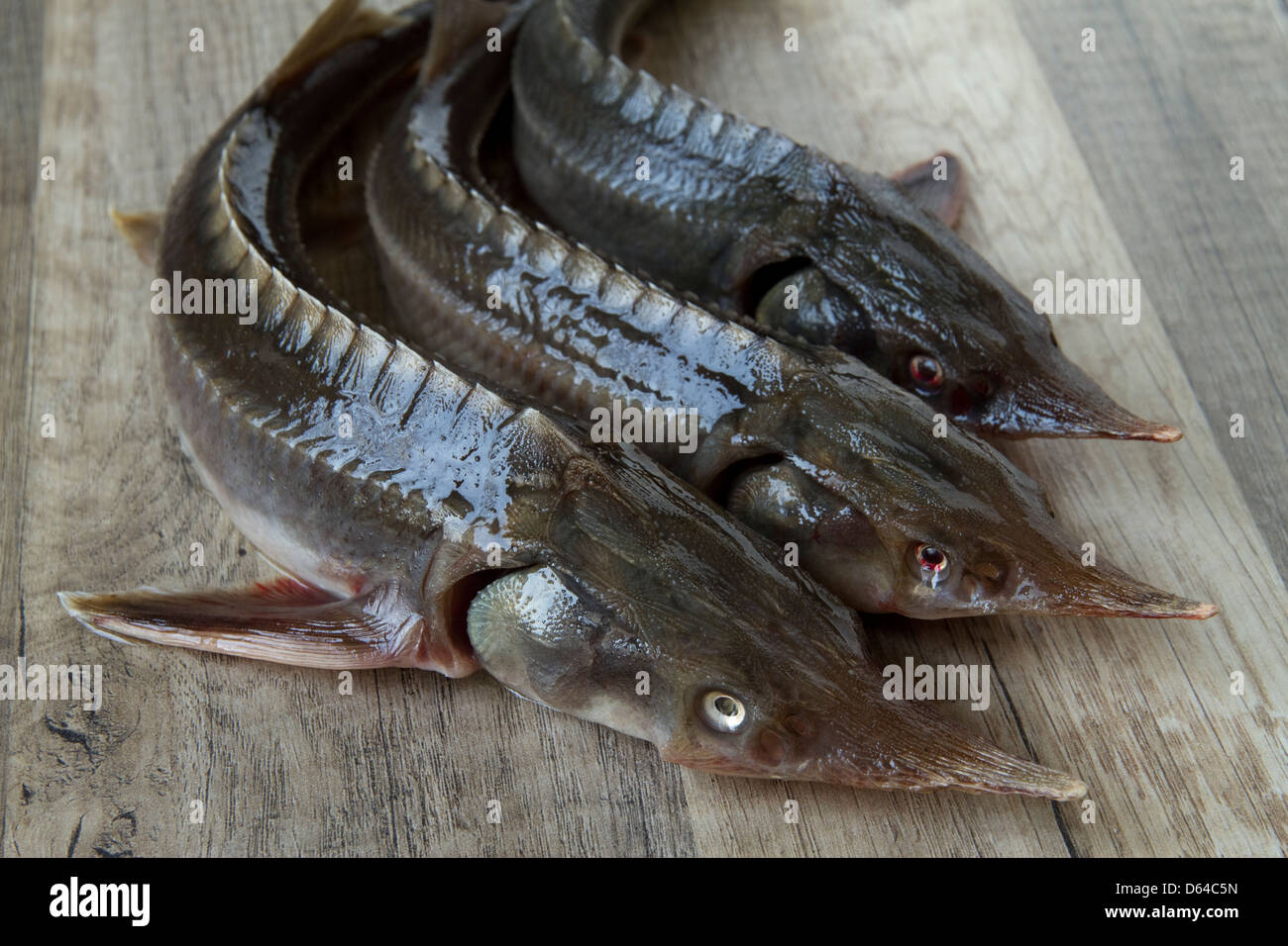 Sturgeon hi-res stock photography and images - Alamy