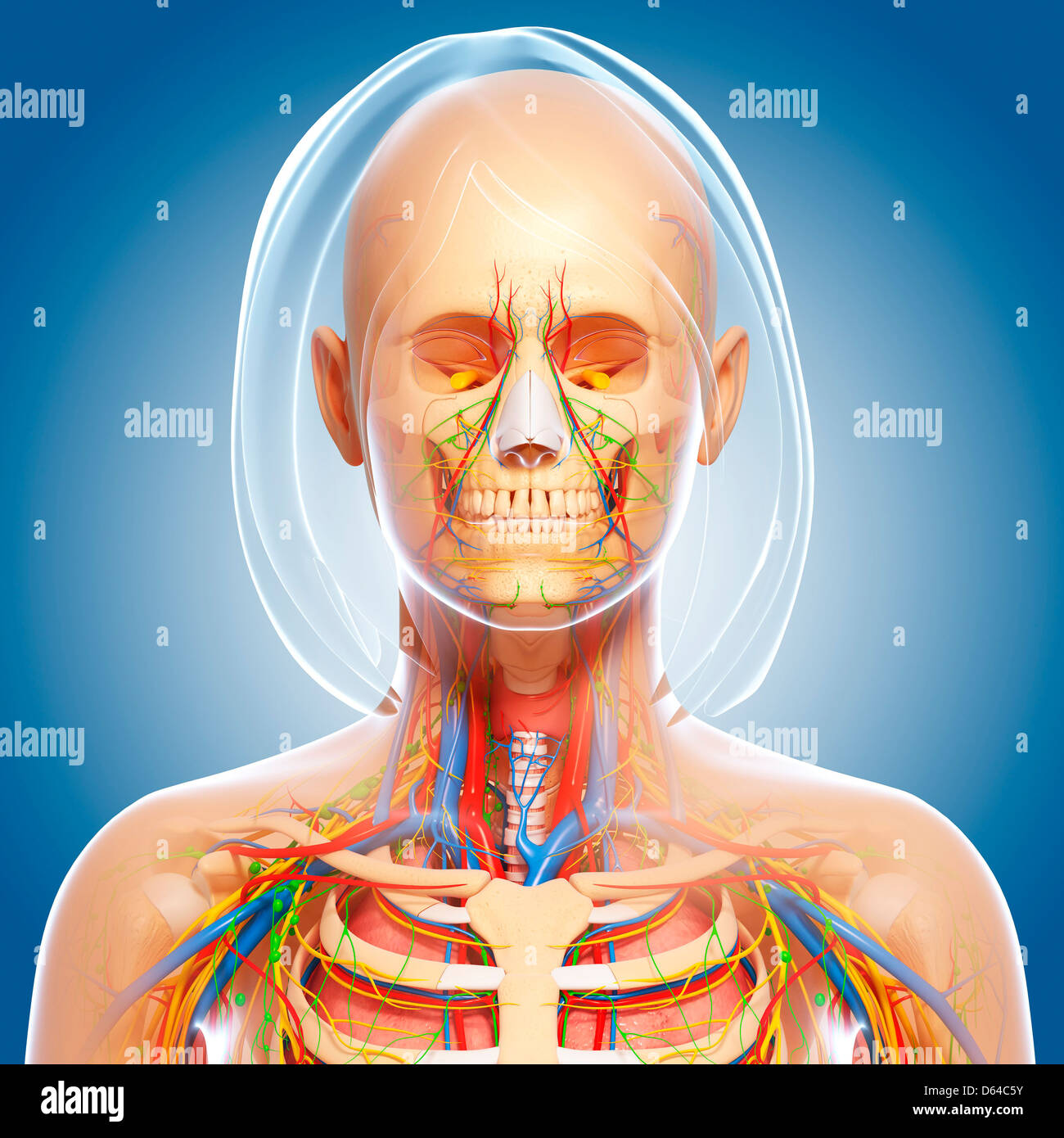 Female Anatomy Diagram Stock Photos Female Anatomy