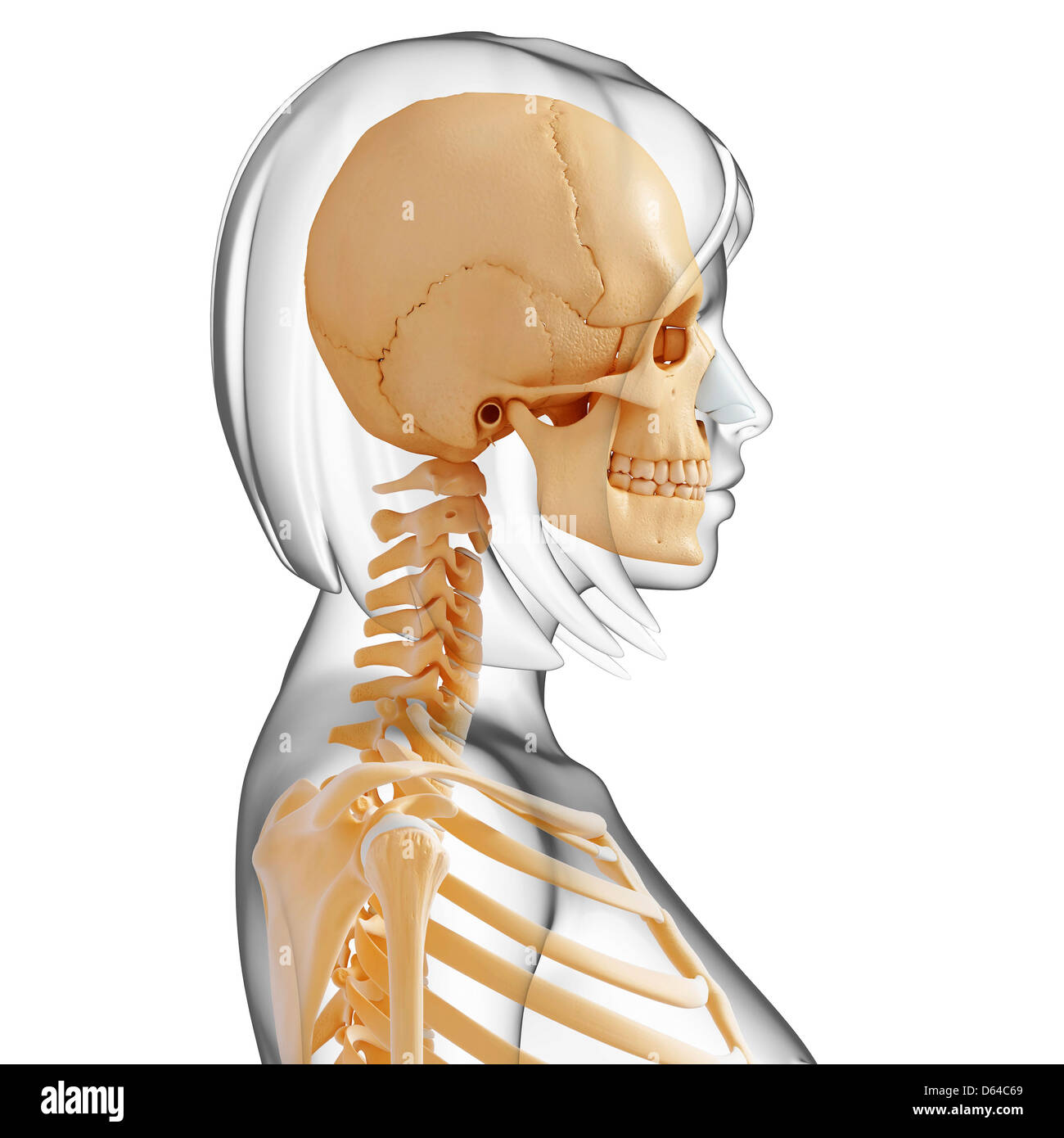 Female skeleton, artwork Stock Photo - Alamy