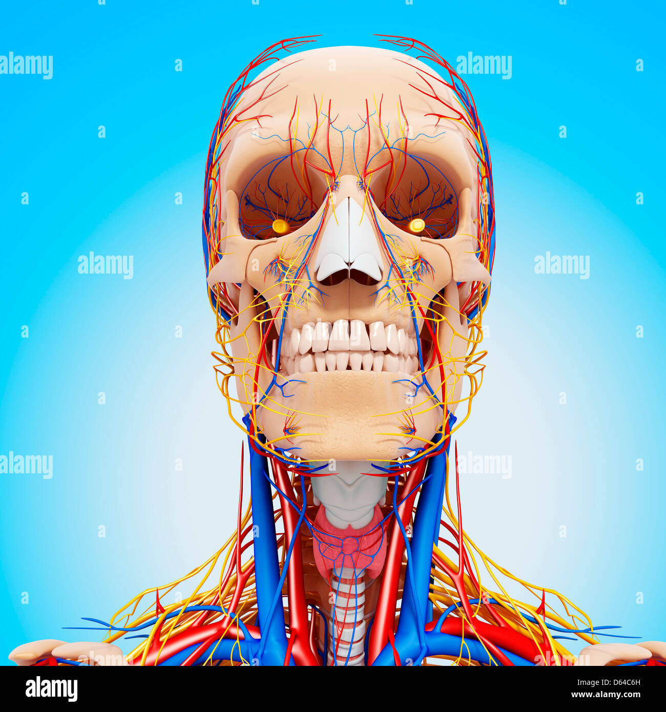 Head anatomy, artwork Stock Photo - Alamy