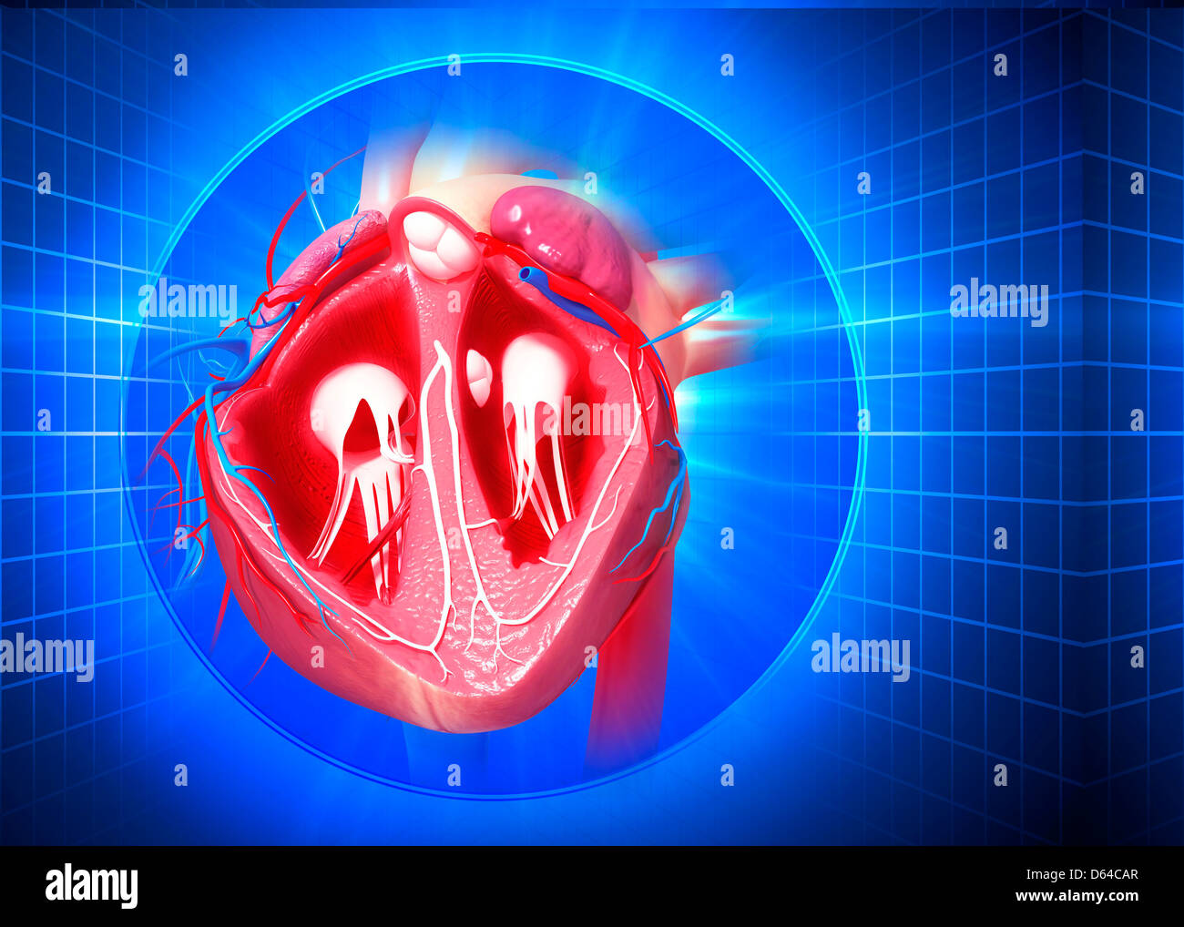 Human heart, artwork Stock Photo - Alamy