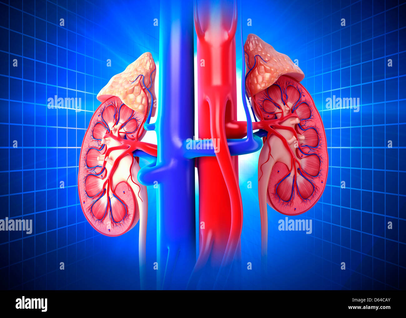 Healthy kidneys hi-res stock photography and images - Alamy