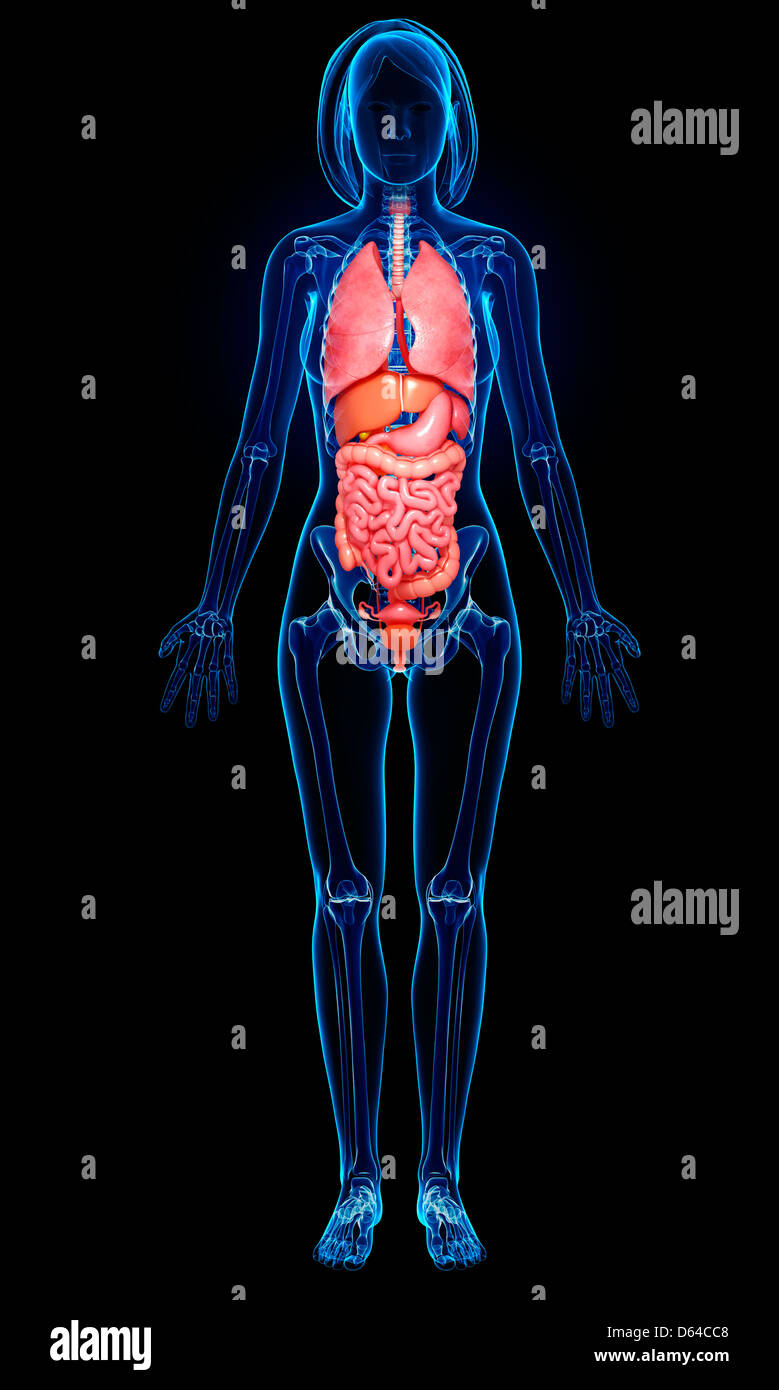 Female anatomy, artwork Stock Photo - Alamy