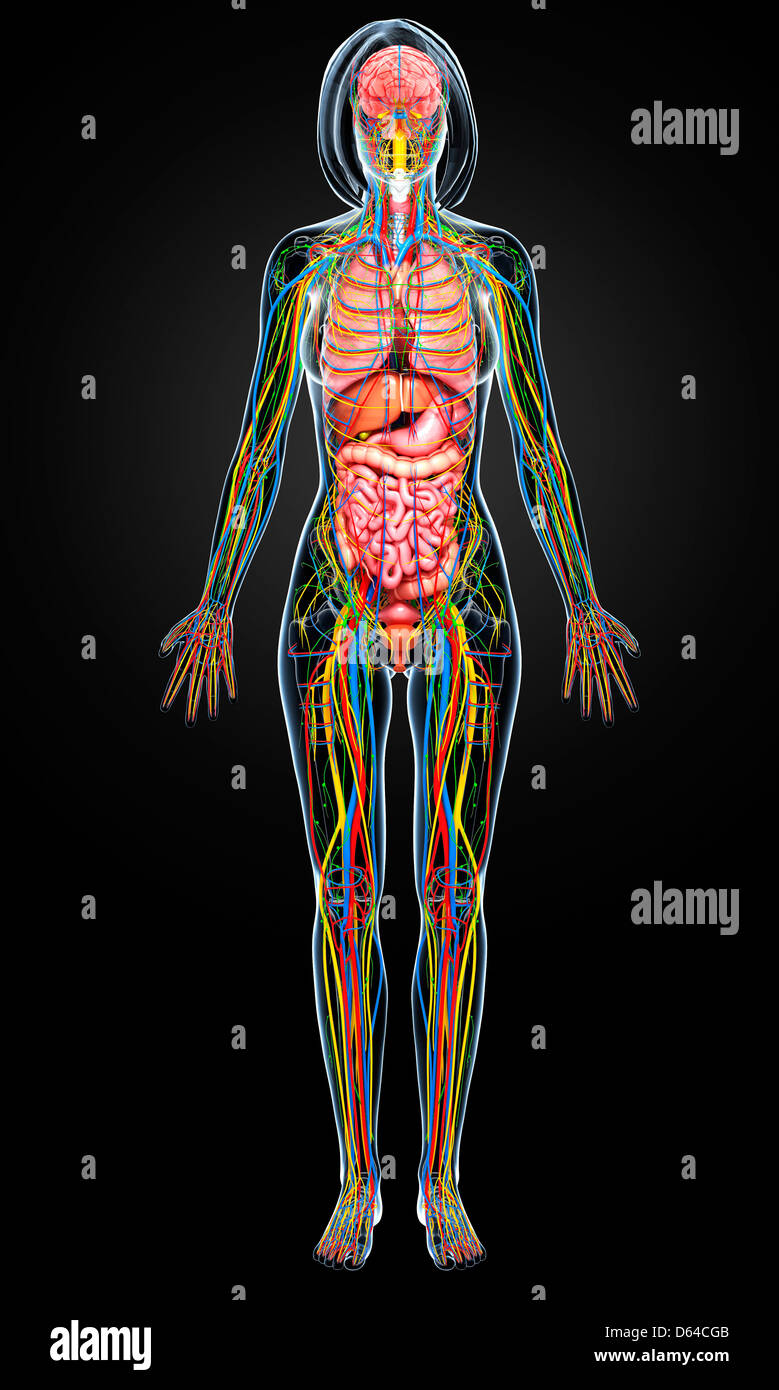 Female anatomy, artwork Stock Photo - Alamy