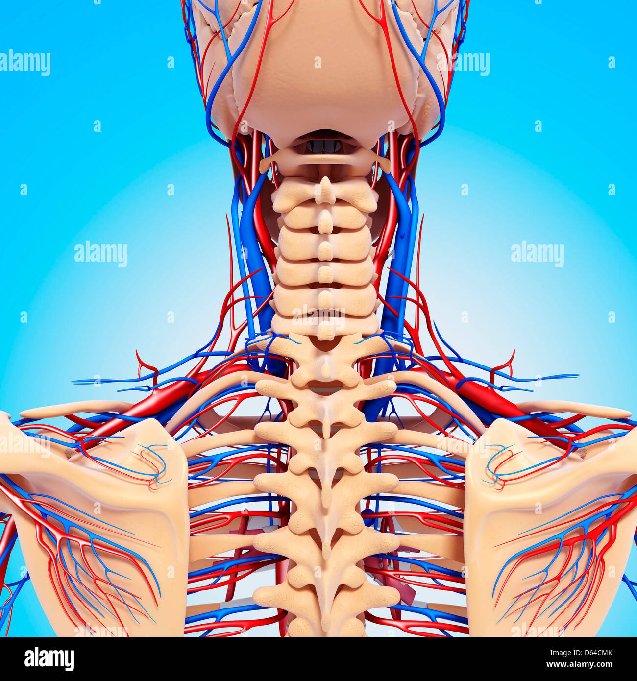 Upper body anatomy, artwork Stock Photo - Alamy