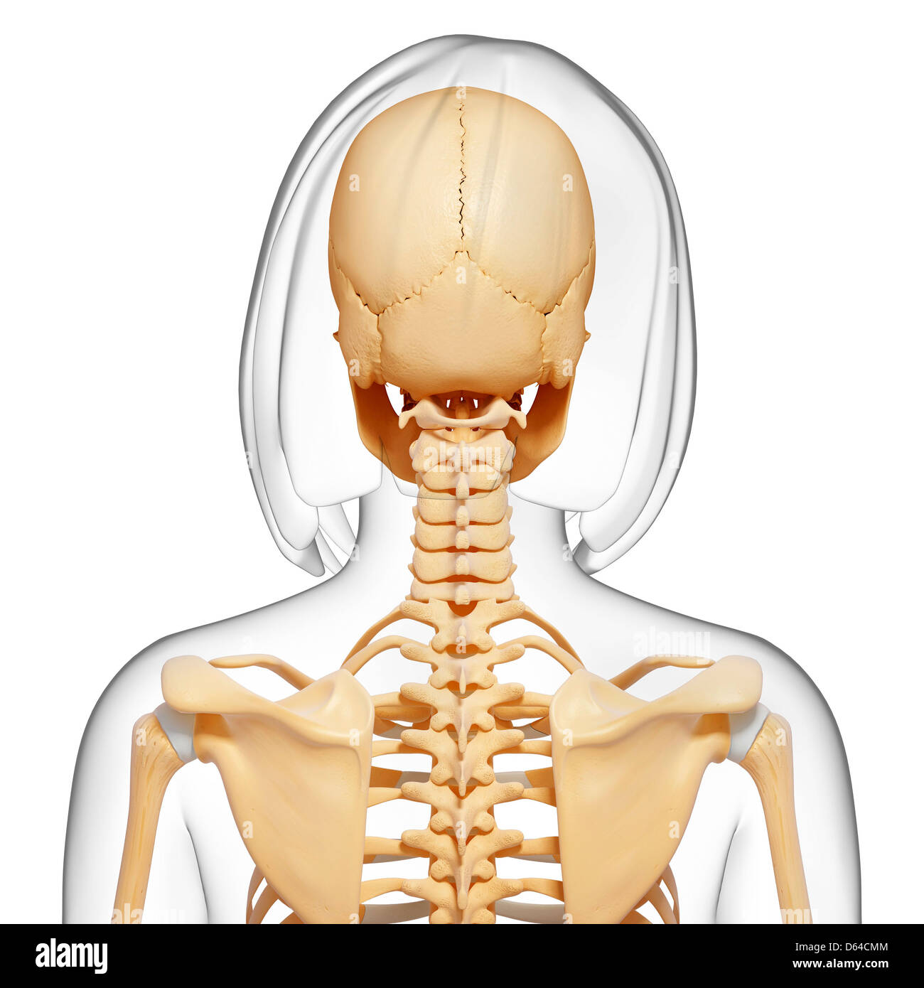 Female Skeletal Structure High Resolution Stock Photography and Images ...