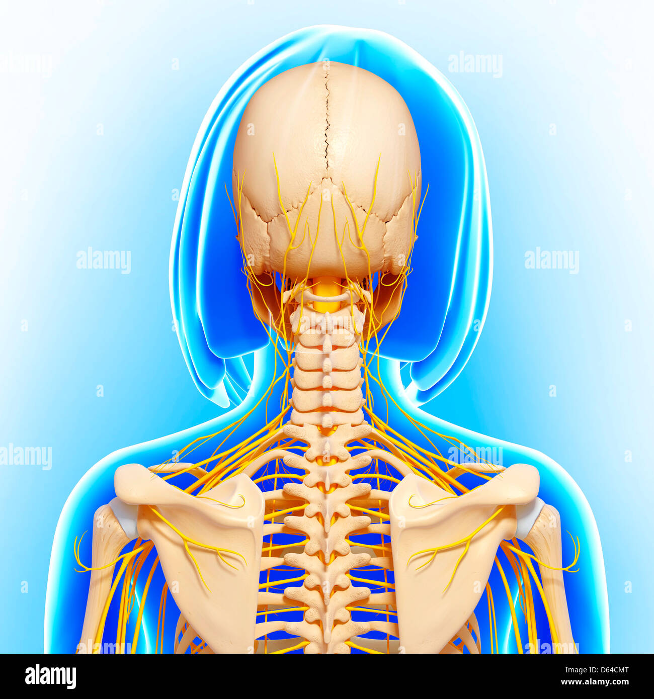 Female shoulder anatomy hi-res stock photography and images - Alamy
