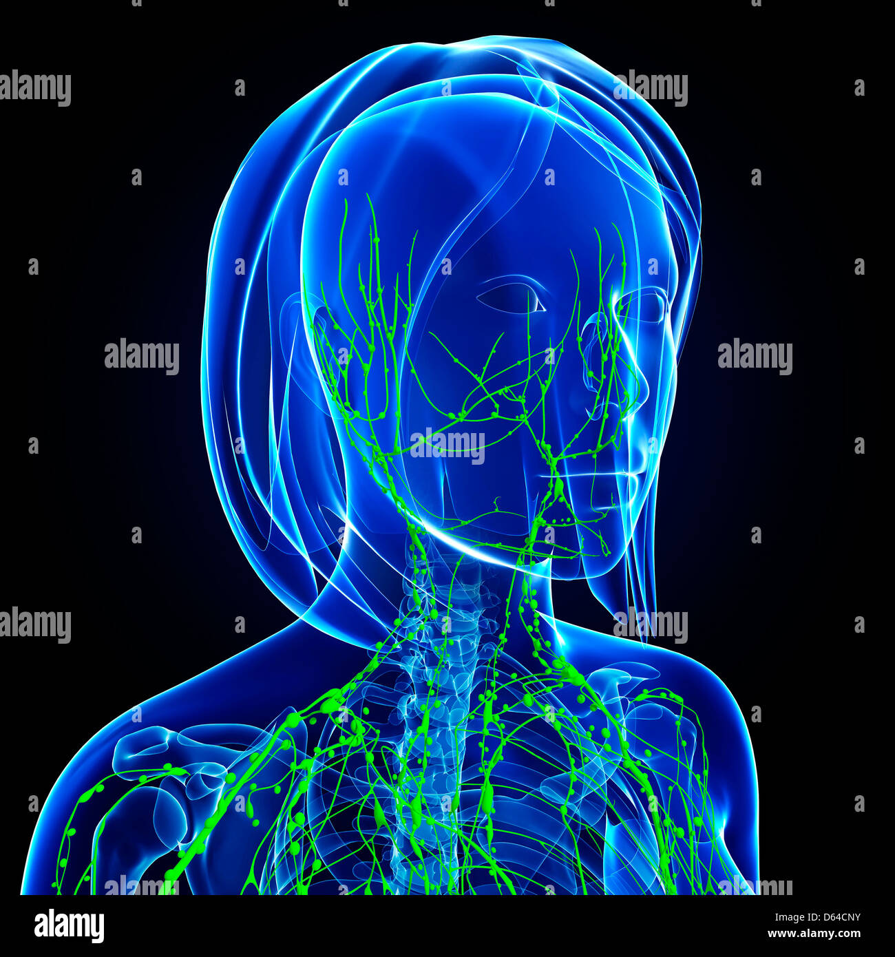 Female lymphatic system, artwork Stock Photo - Alamy