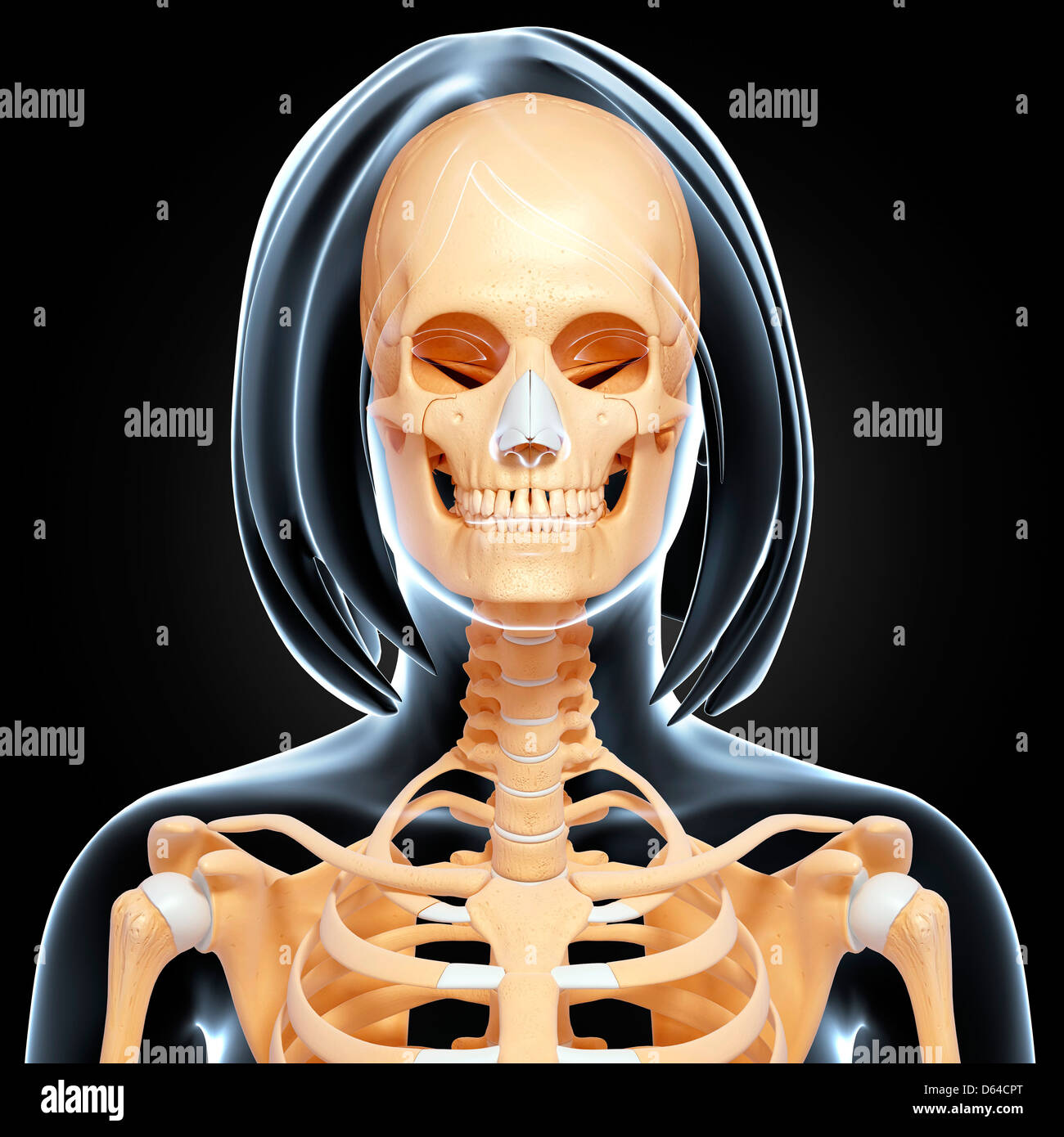 Female skeleton, artwork Stock Photo - Alamy