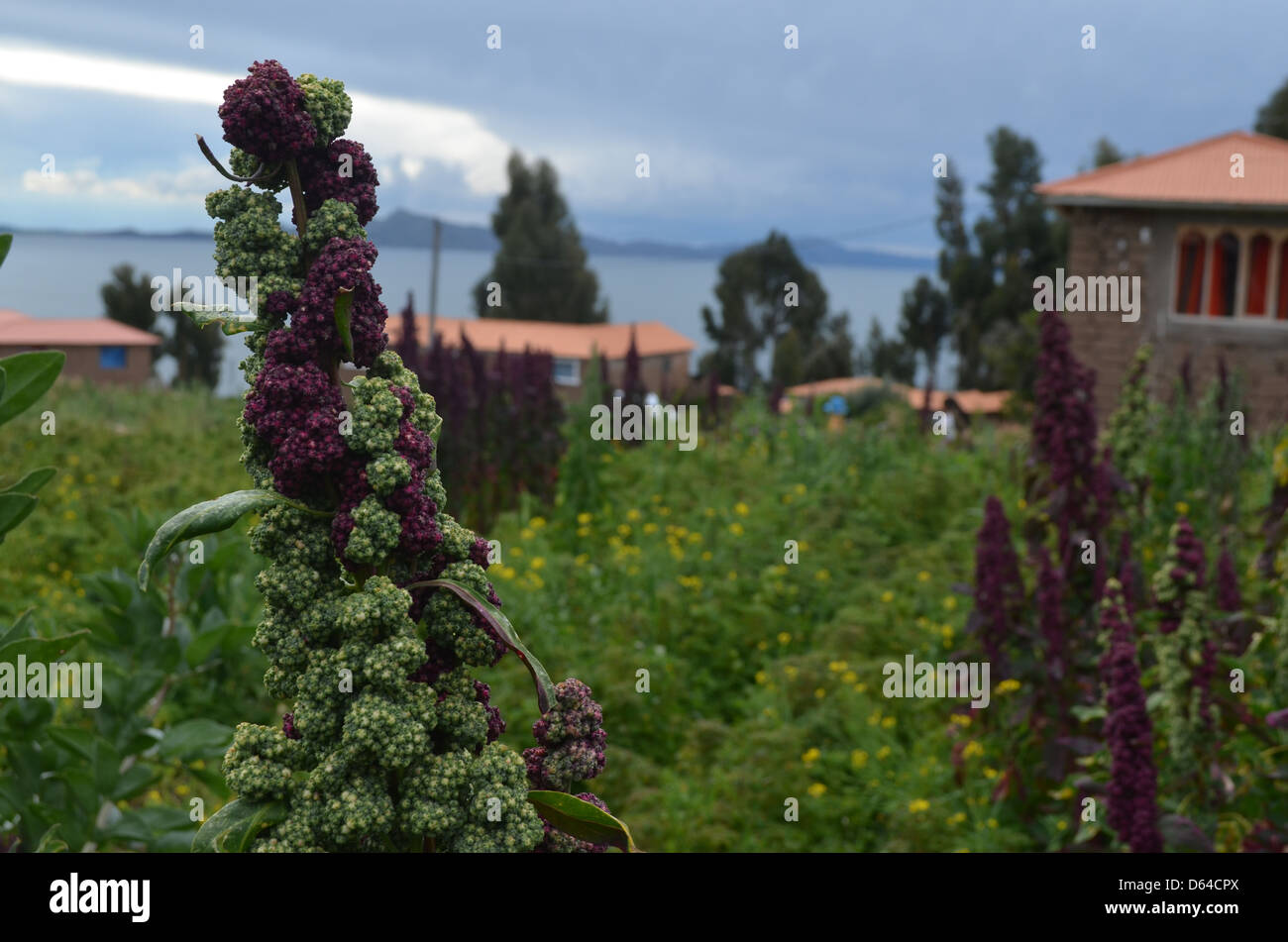 Quinoa growing on the islands of Lake Titicaca, Peru Stock Photo - Alamy