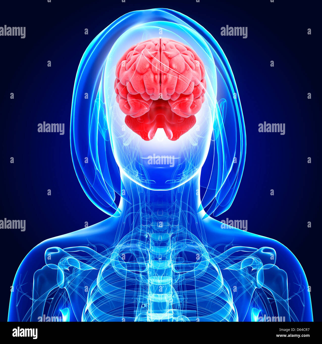 Brain front view woman hi-res stock photography and images - Alamy
