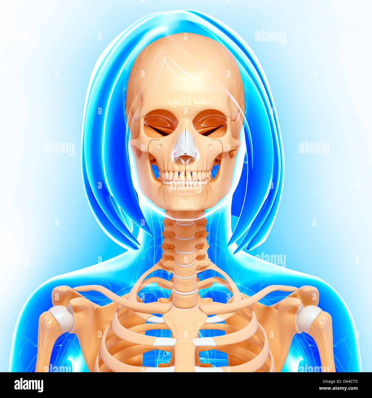 Female skeleton, artwork Stock Photo - Alamy