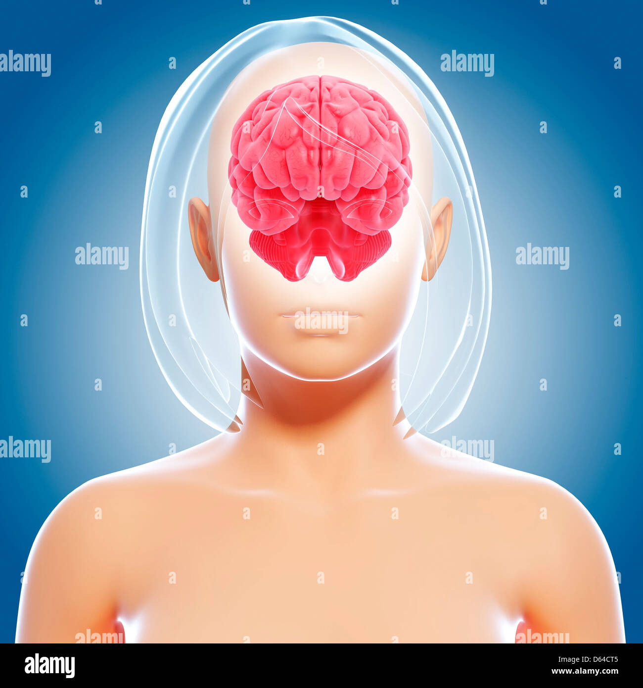 Brain Outline Artwork High Resolution Stock Photography and Images - Alamy