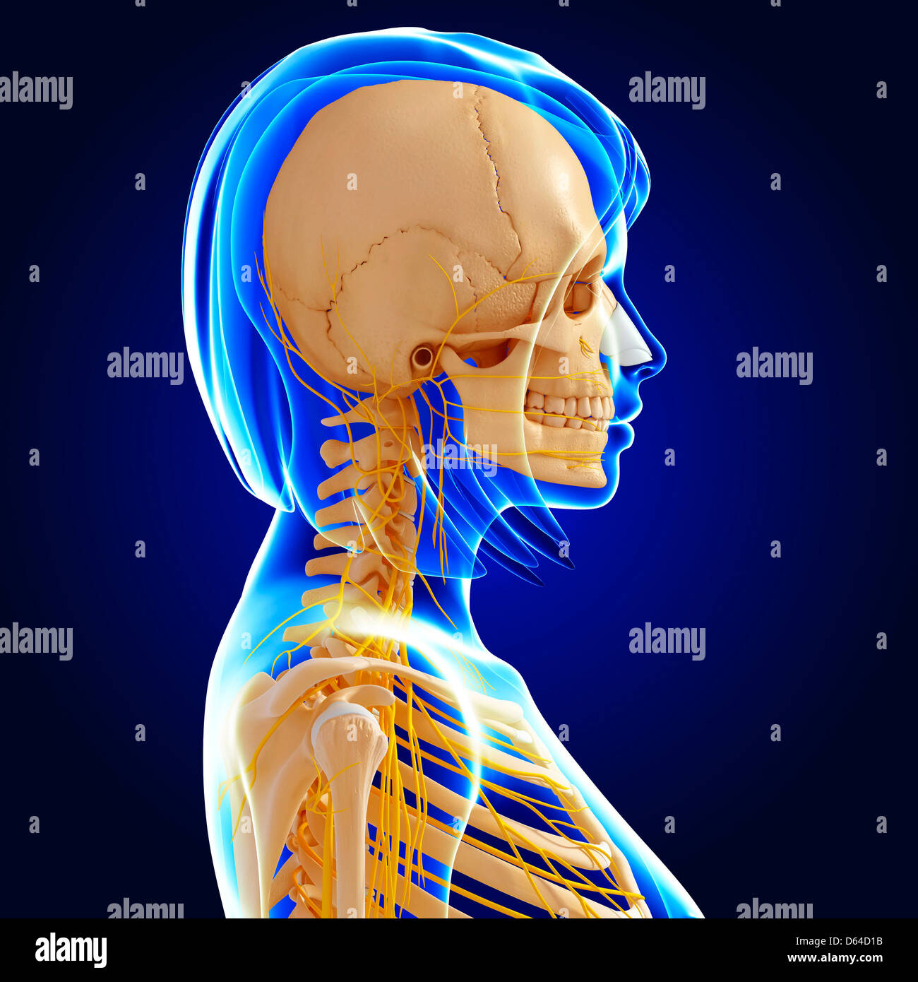 Female anatomy, artwork Stock Photo - Alamy