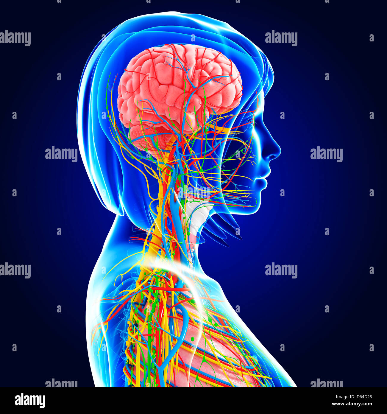 Anatomy female hi-res stock photography and images - Alamy