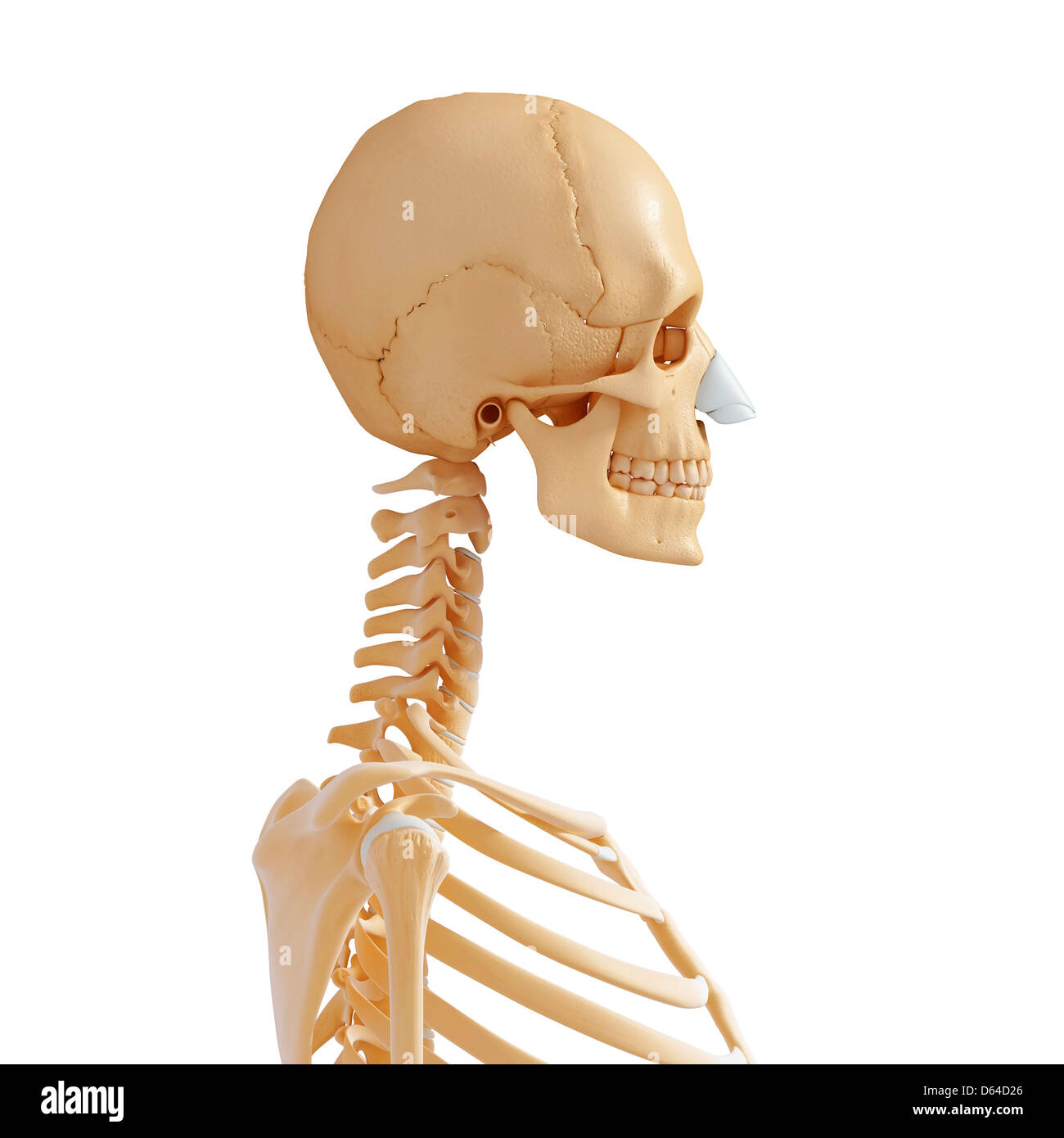 Nose artwork hi-res stock photography and images - Alamy