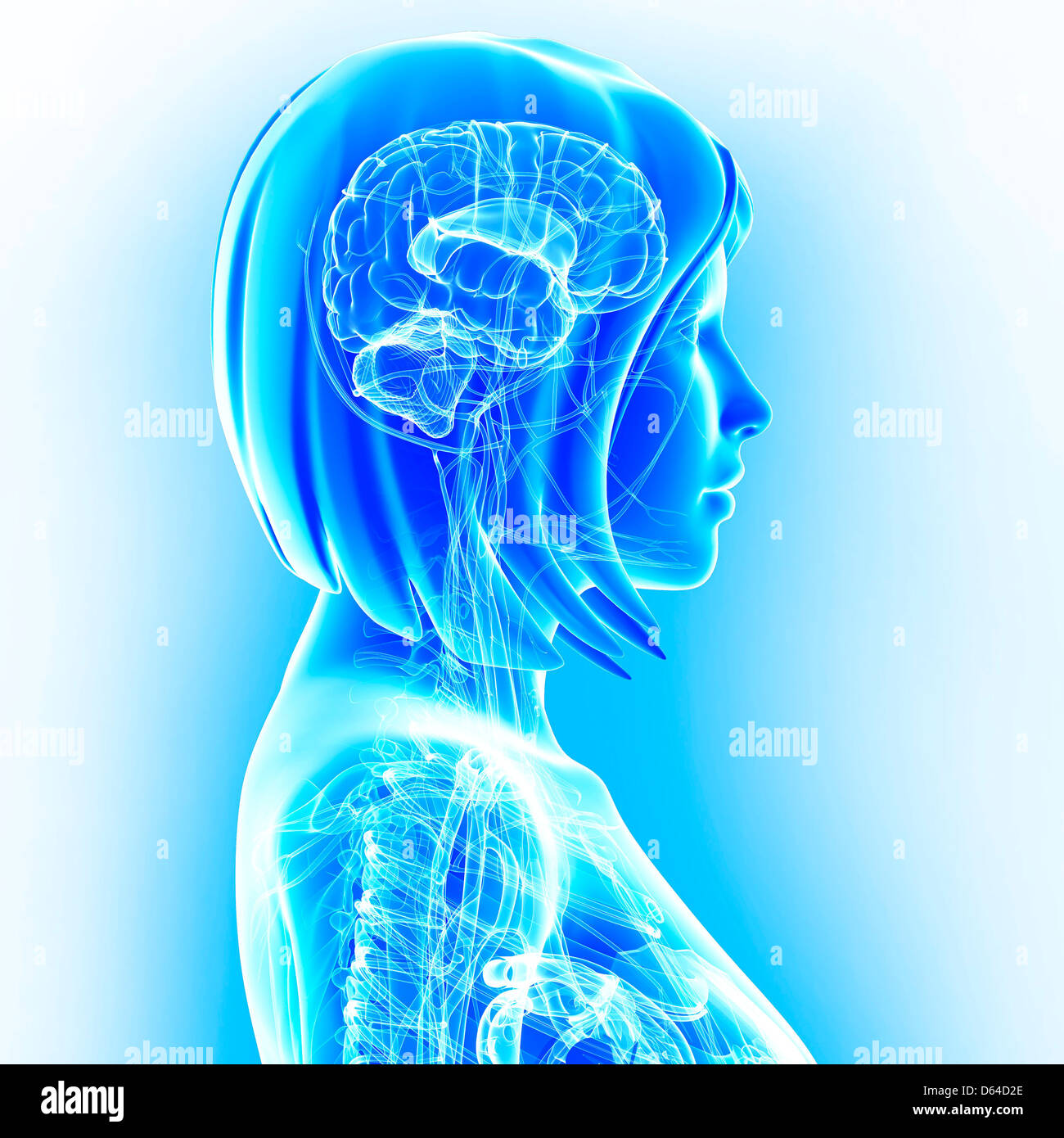 Vertebrae anatomy hi-res stock photography and images - Alamy