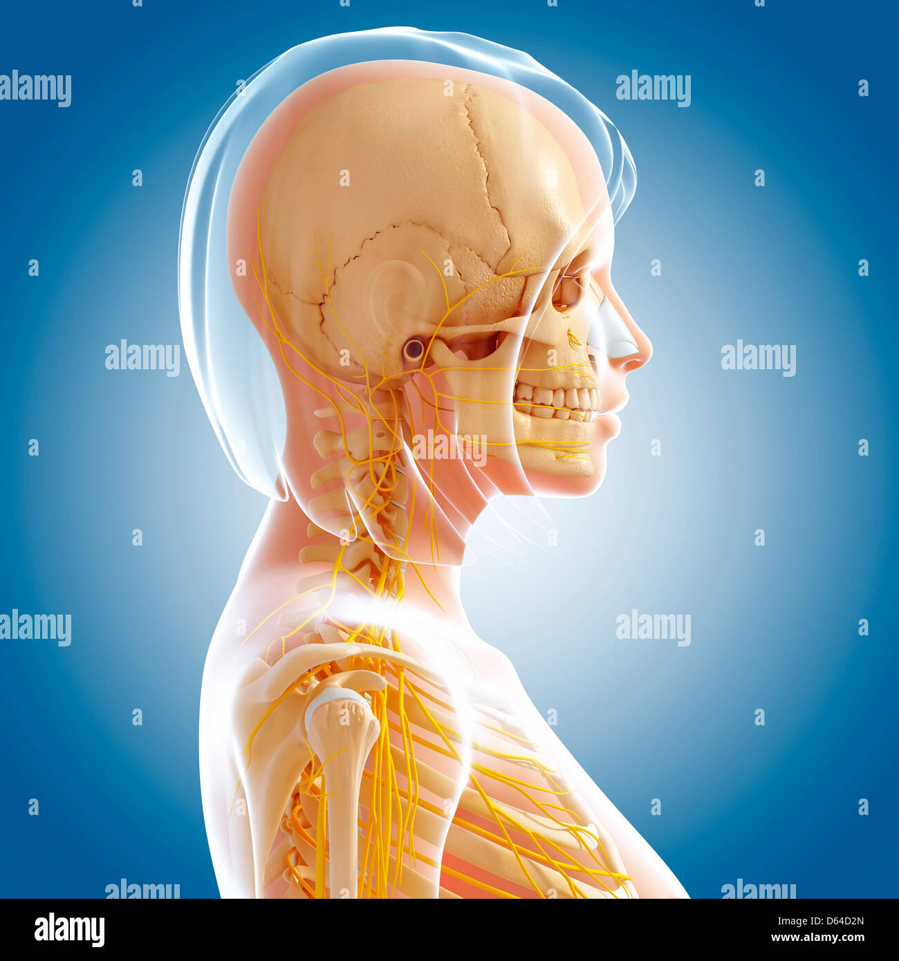 Anatomy of the clavicle hi-res stock photography and images - Alamy