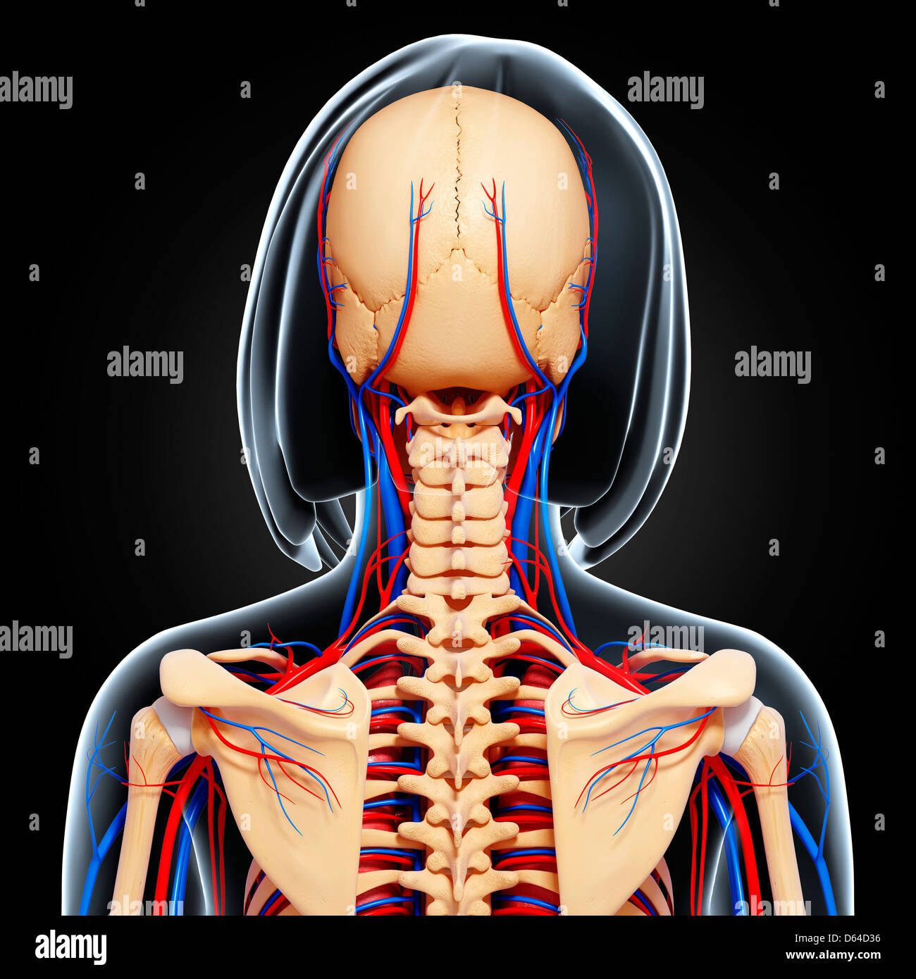 Back Spine Female Illustration Stock Photos & Back Spine Female ...