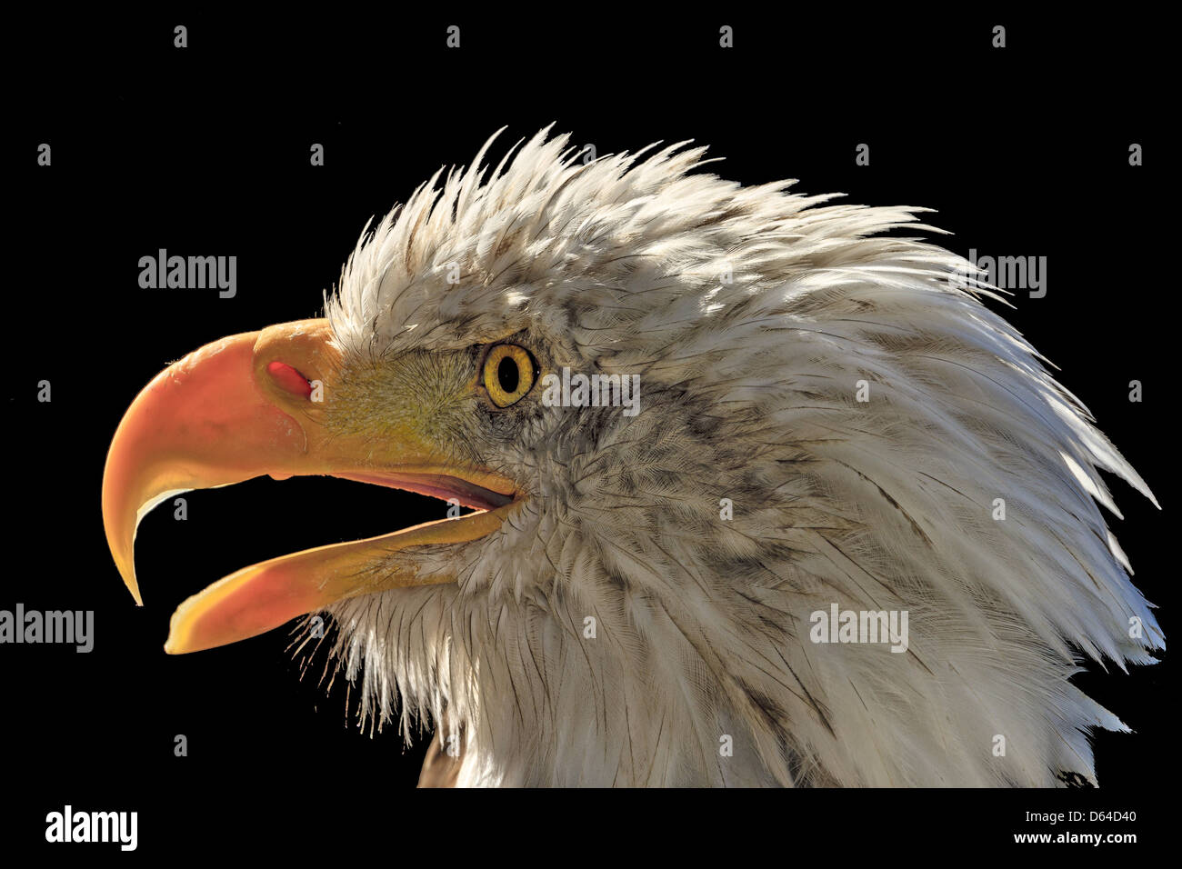 Angry bald eagle hi-res stock photography and images - Alamy