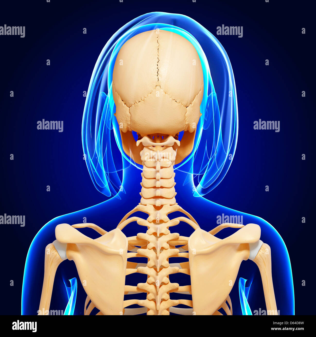 Skeleton Rear High Resolution Stock Photography and Images - Alamy