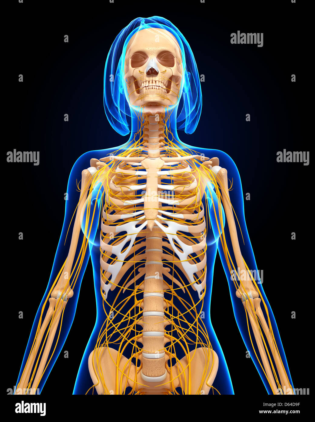 Anatomy female pelvis hi-res stock photography and images - Alamy