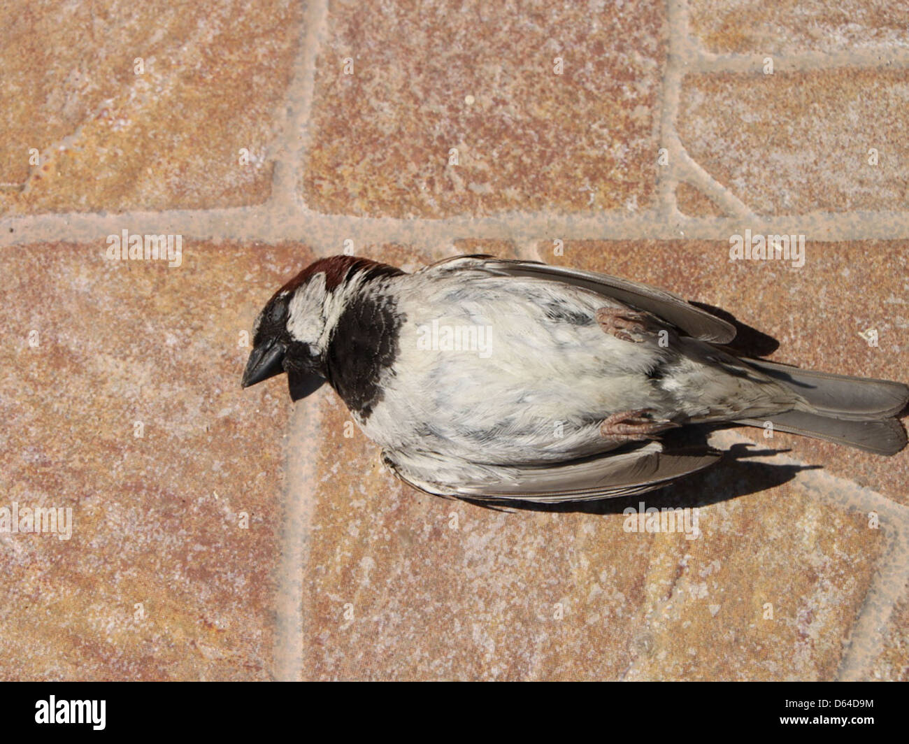 Lifeless body hi-res stock photography and images - Alamy