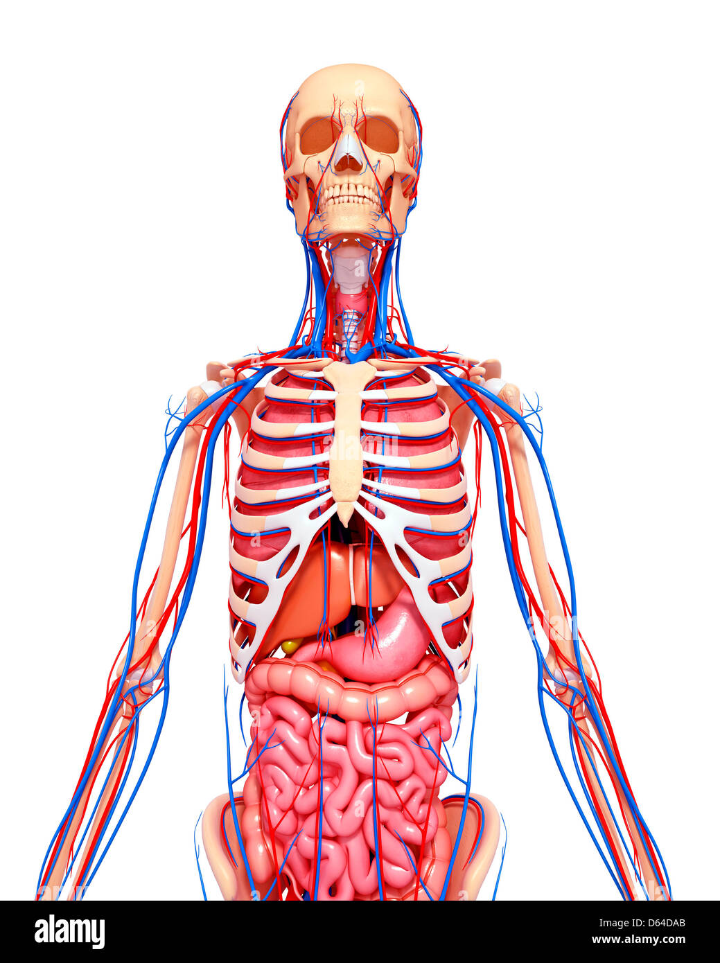Blood supply of female pelvis hi-res stock photography and images - Alamy