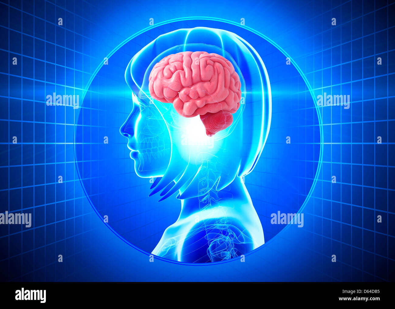 Female brain, artwork Stock Photo - Alamy