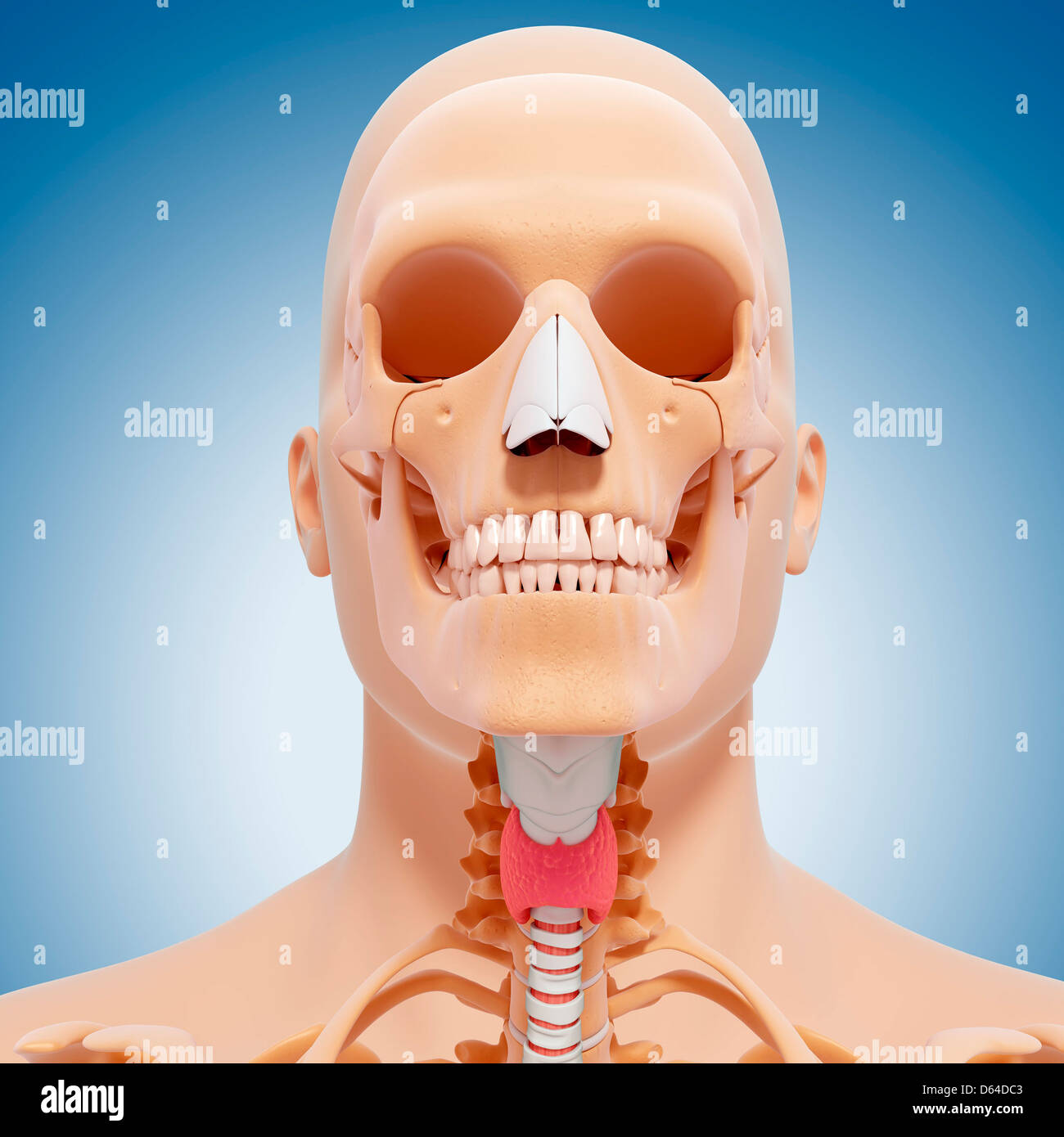 Head Anatomy High Resolution Stock Photography and Images - Alamy