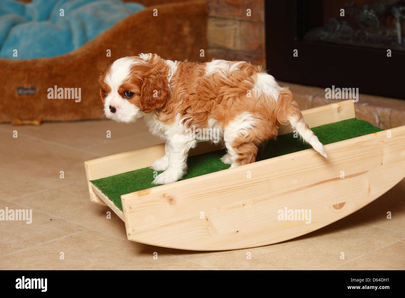 Cavalier King Charles Spaniel, puppy, blenheim, 5 weeks, on teeter ...