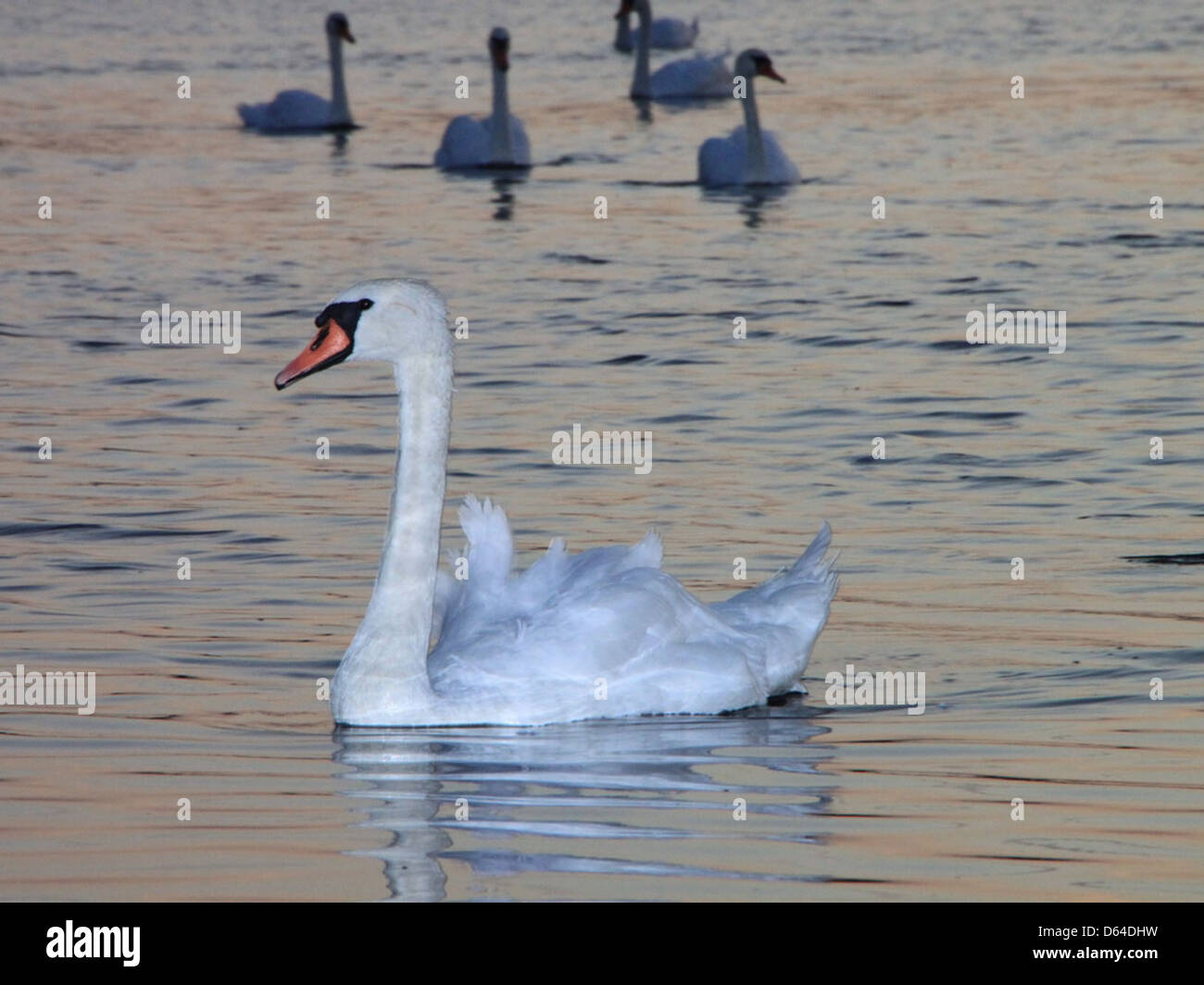 Swans swimming gracefully on a lake. The scene depicts the calm and ...