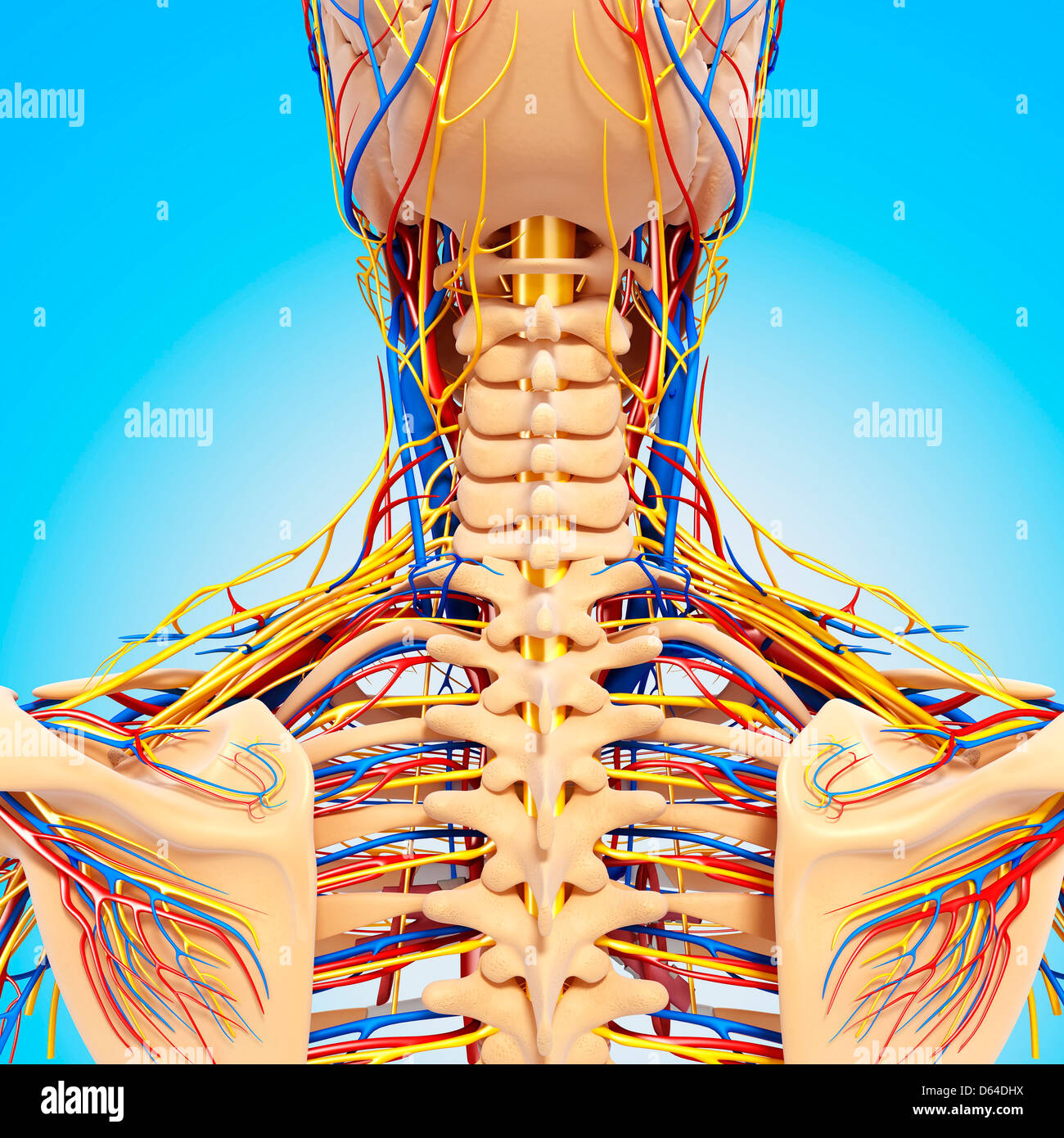 Upper body anatomy, artwork Stock Photo - Alamy Upper body anatomy, artwork Stock Photo - Alamy