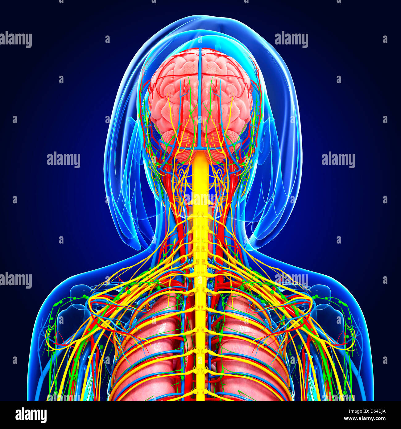 Upper body anatomy, artwork Stock Photo - Alamy Upper body anatomy, artwork Stock Photo - Alamy