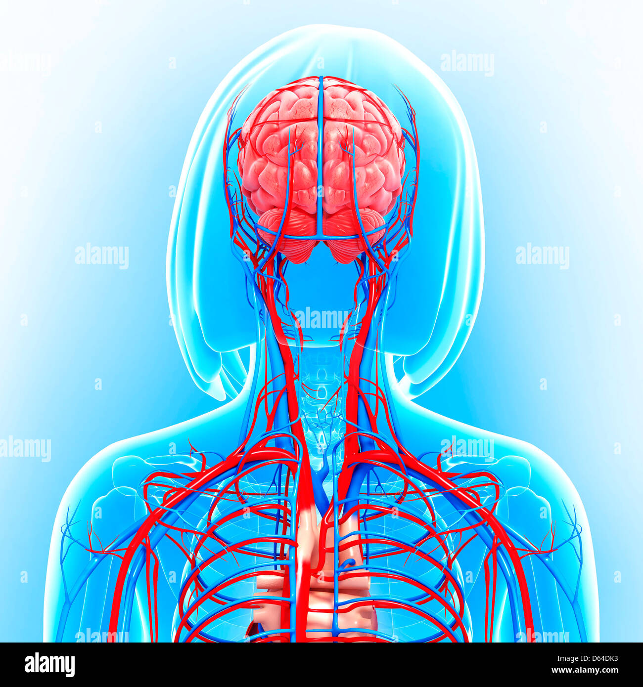 Upper body anatomy, artwork Stock Photo - Alamy Upper body anatomy, artwork Stock Photo - Alamy