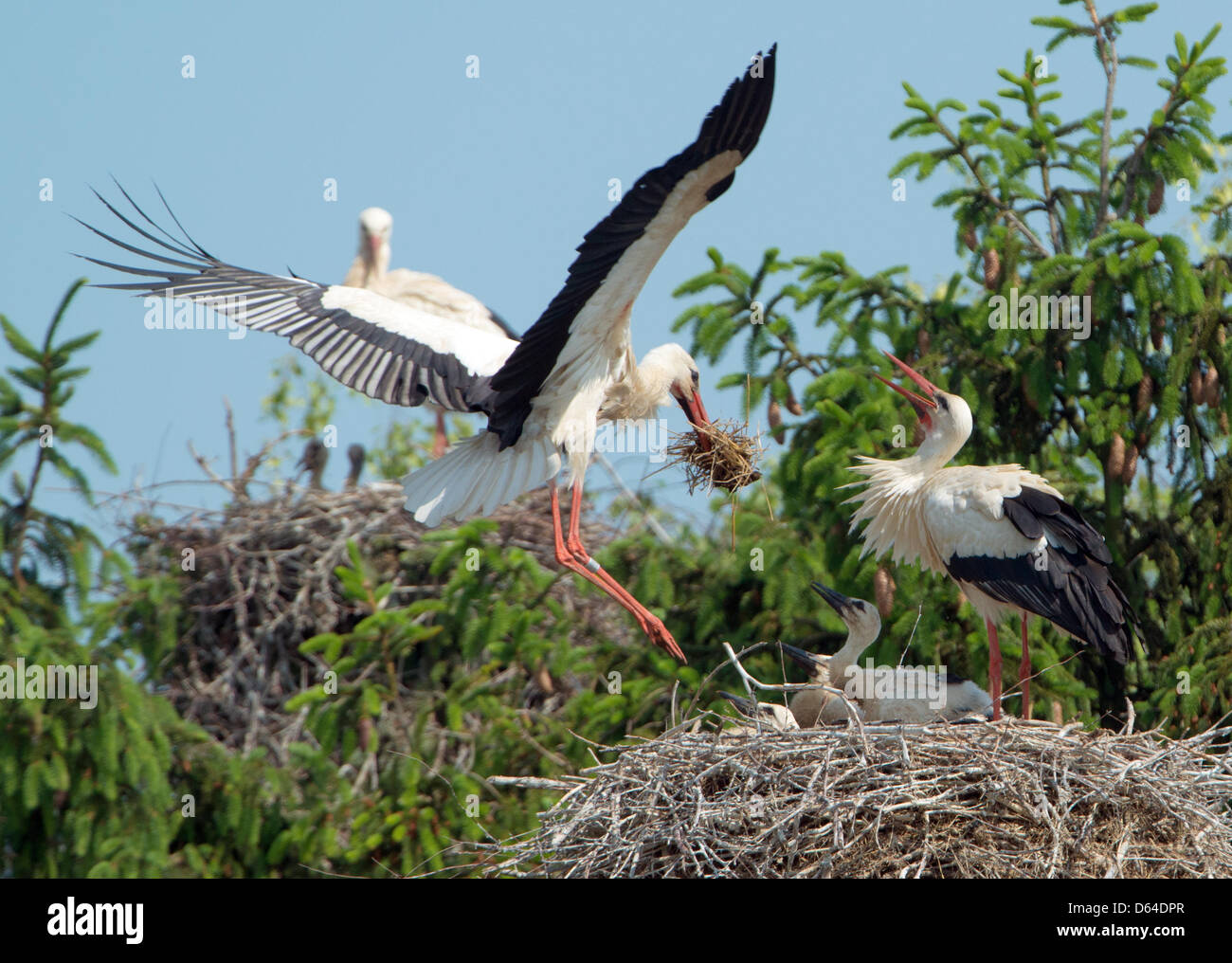 A pair of White Storks stand in their nest with the three chicks in ...
