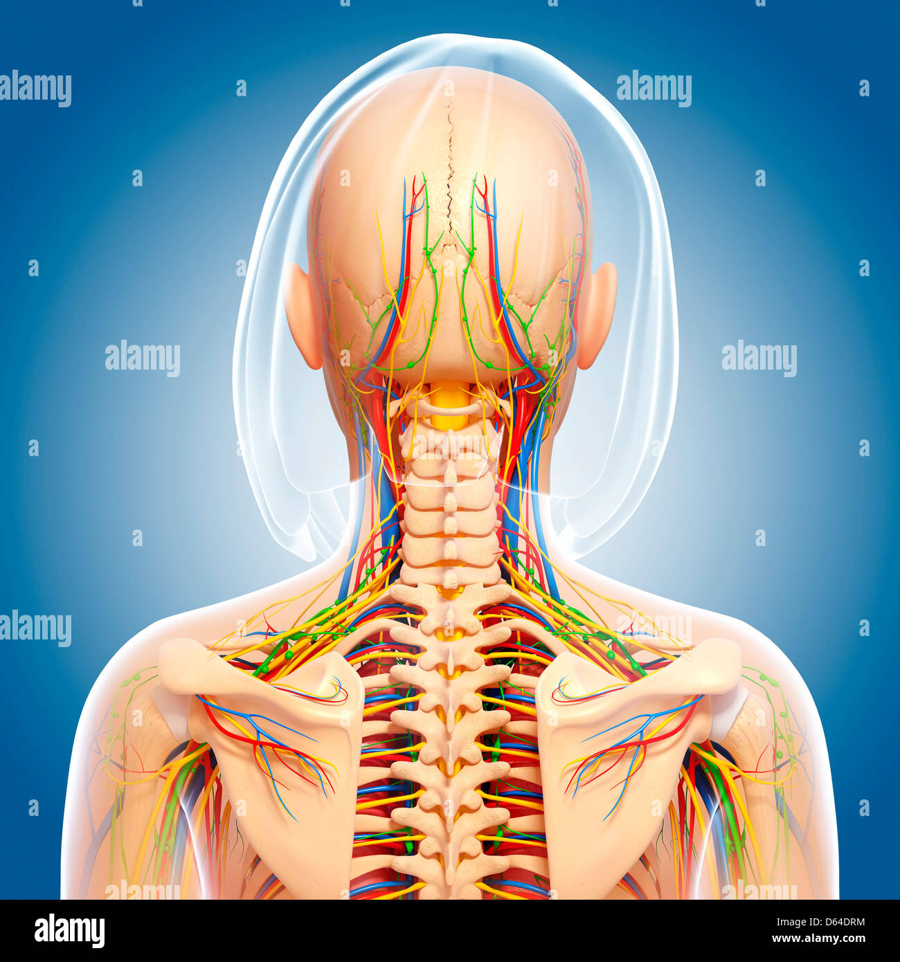 Upper body anatomy, artwork Stock Photo - Alamy