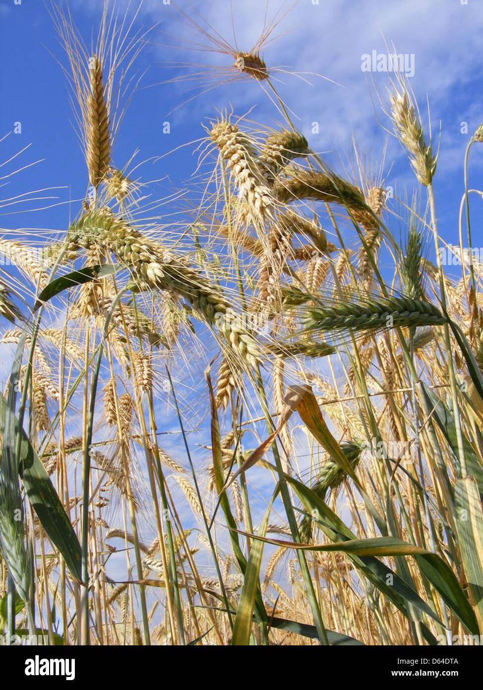This image shows a close-up of an ear of wheat, showcasing the detailed ...