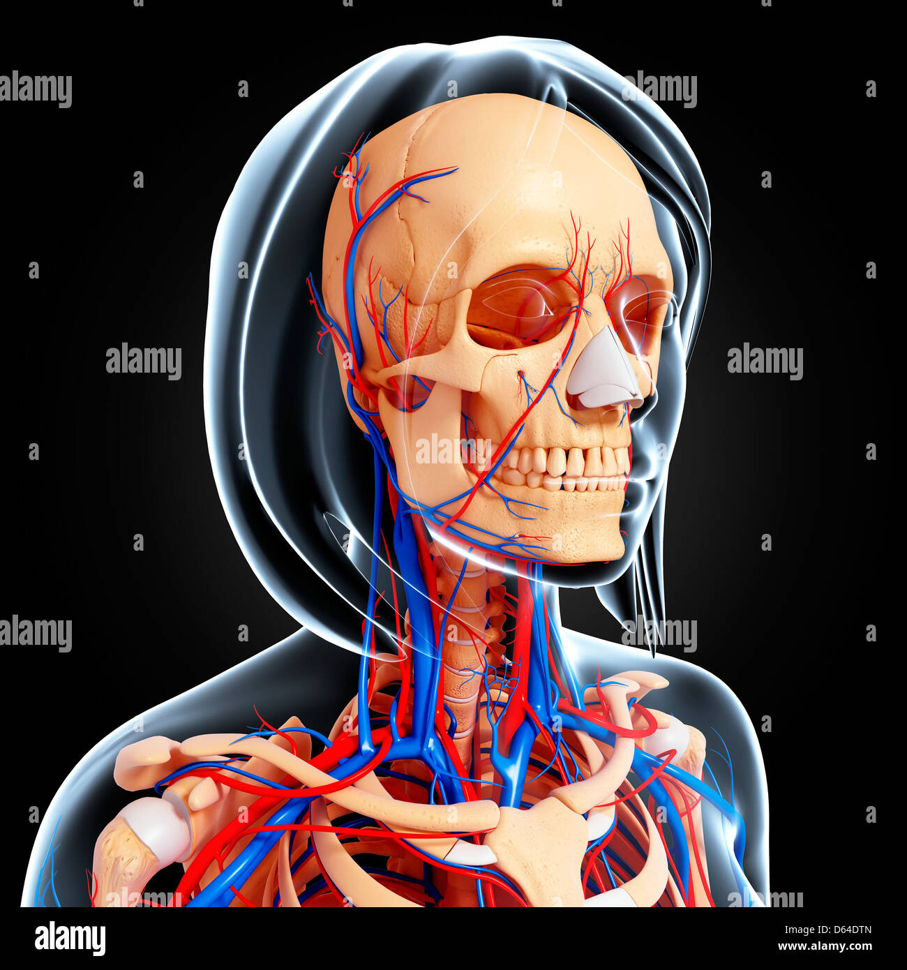 Upper body anatomy, artwork Stock Photo - Alamy