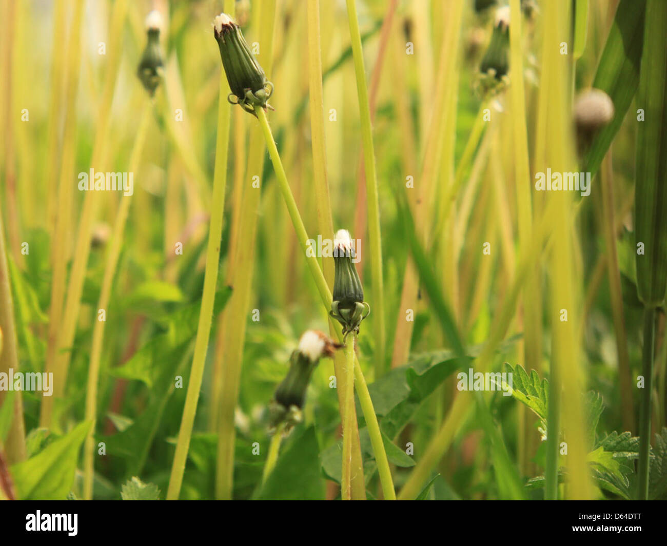 Freephotos hi-res stock photography and images - Alamy