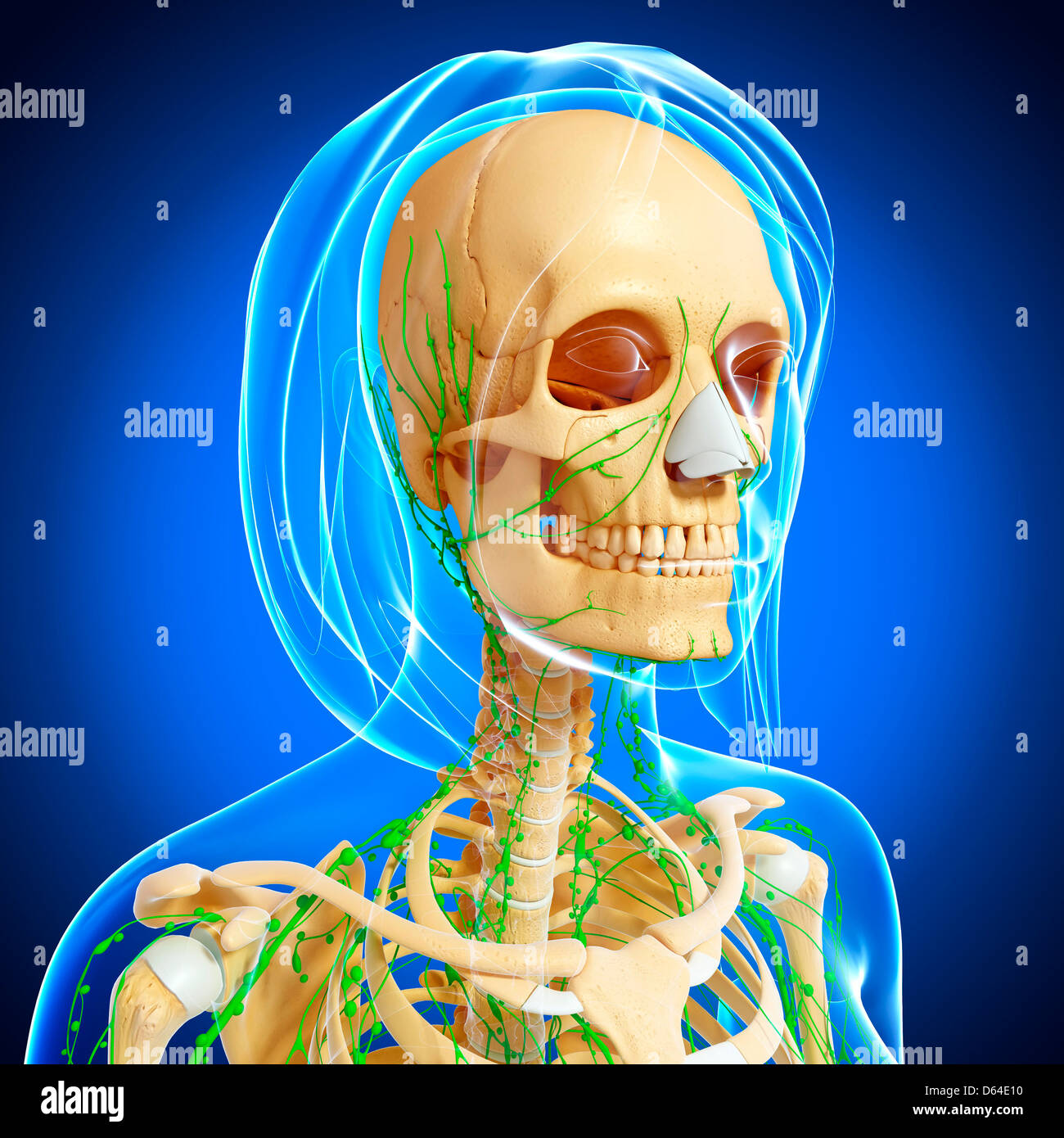 Lymphatic System Of The Upper Body High Resolution Stock Photography ...